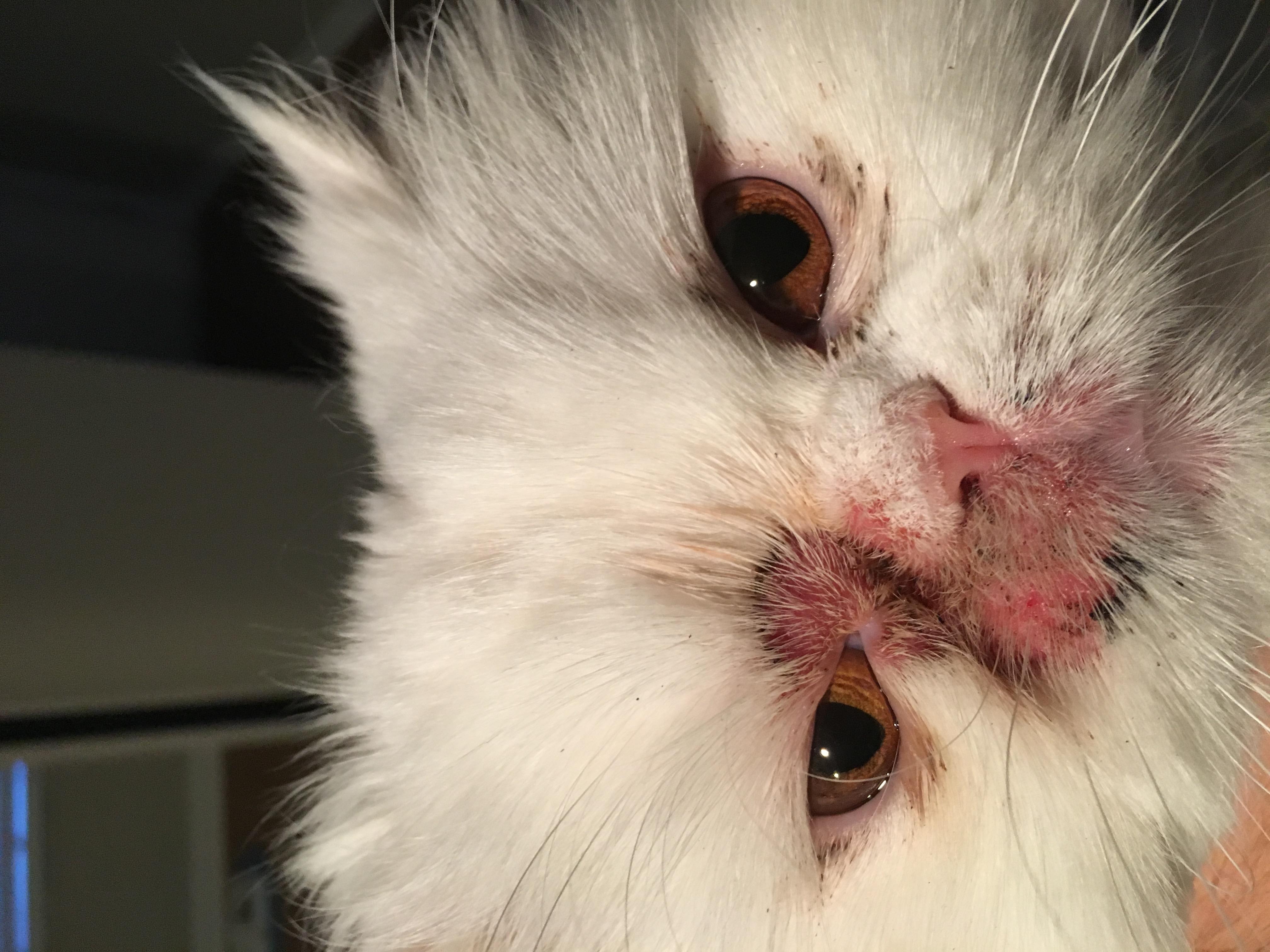 Why is your Persian cat's black eye crust causing irritation? | Petco