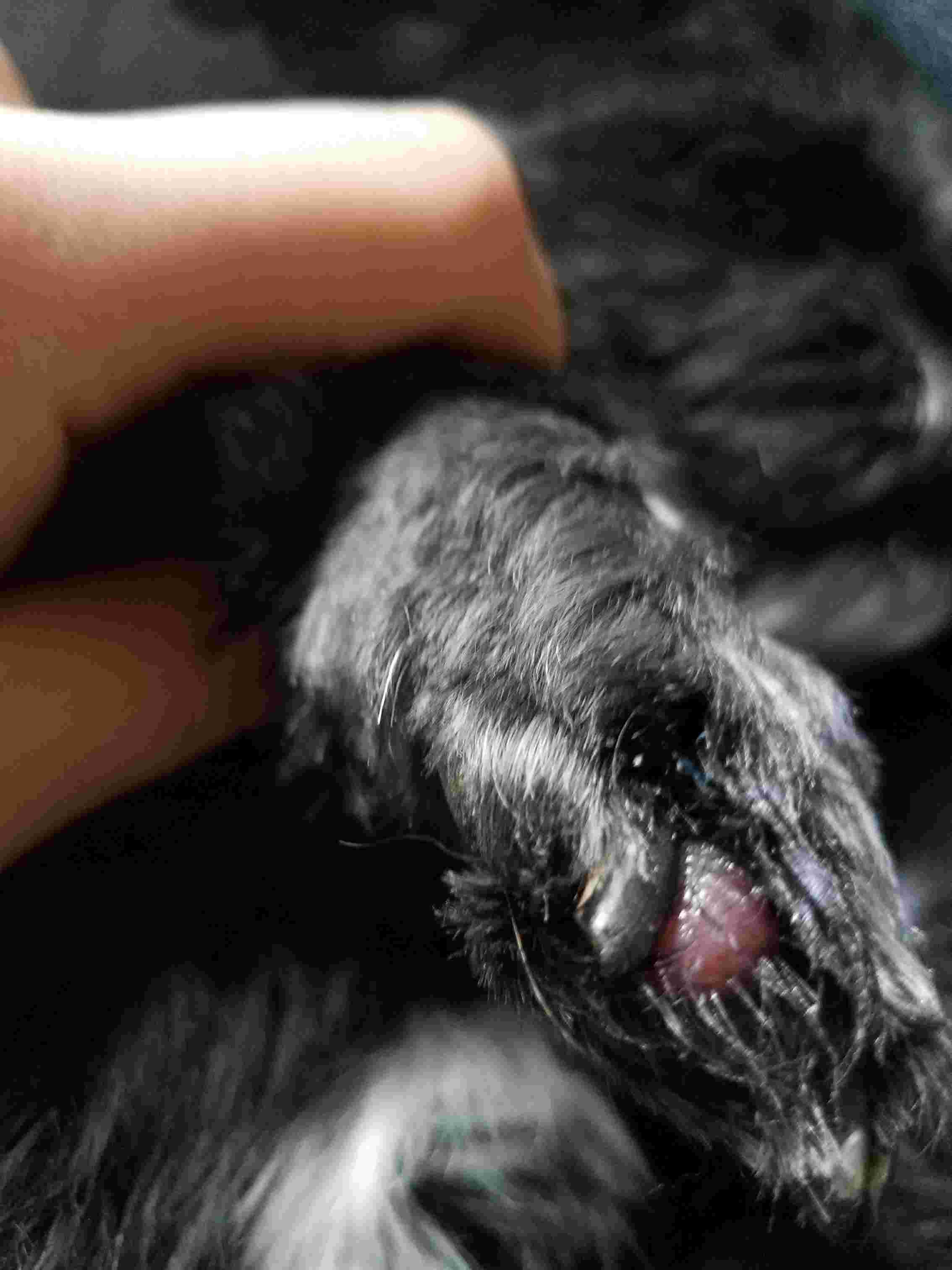 Why is my dog licking a red bump between his toes and acting sick? | Petco