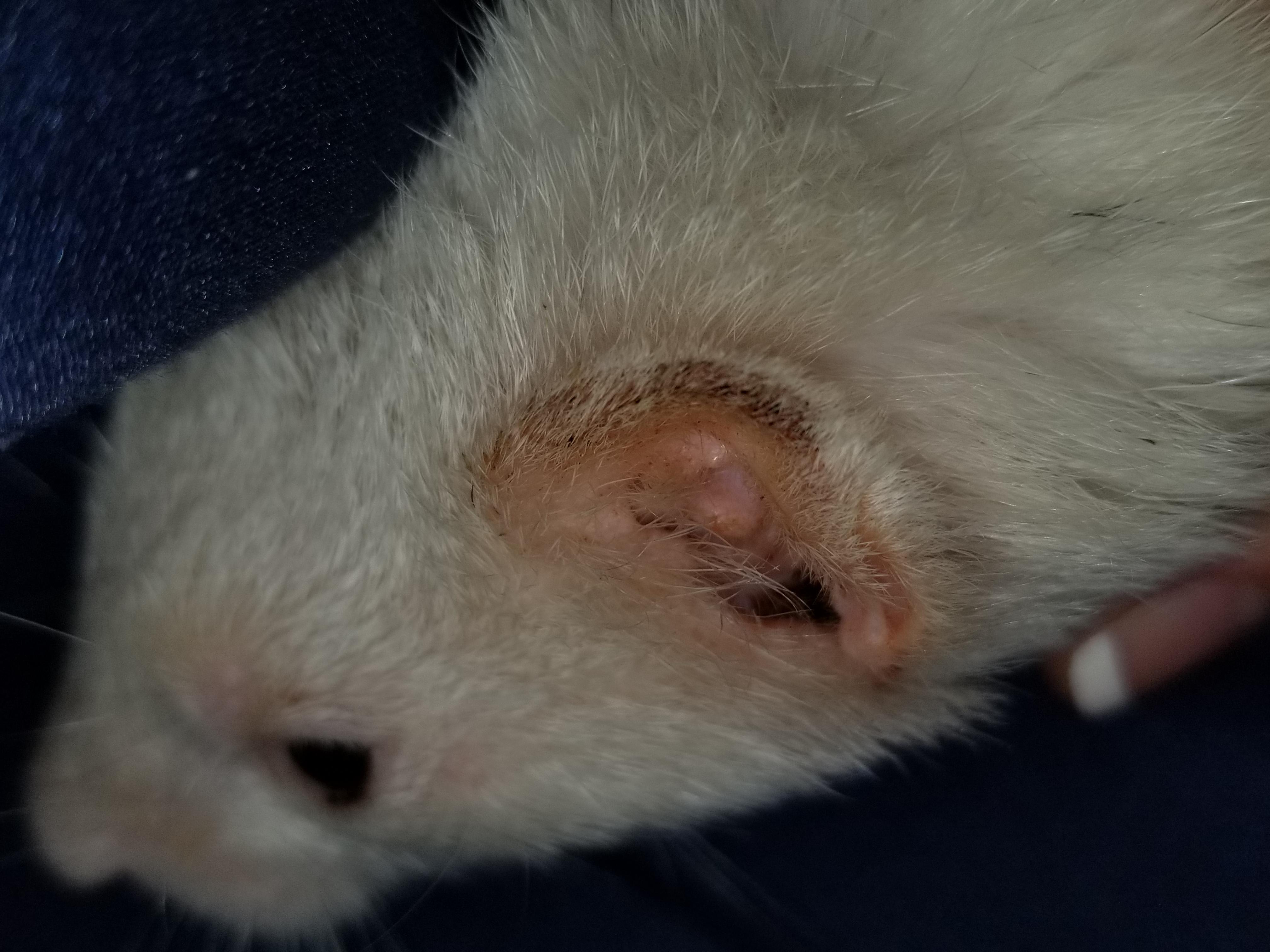 My ferret has ear wax in one ear. Infection or excess? | Petco