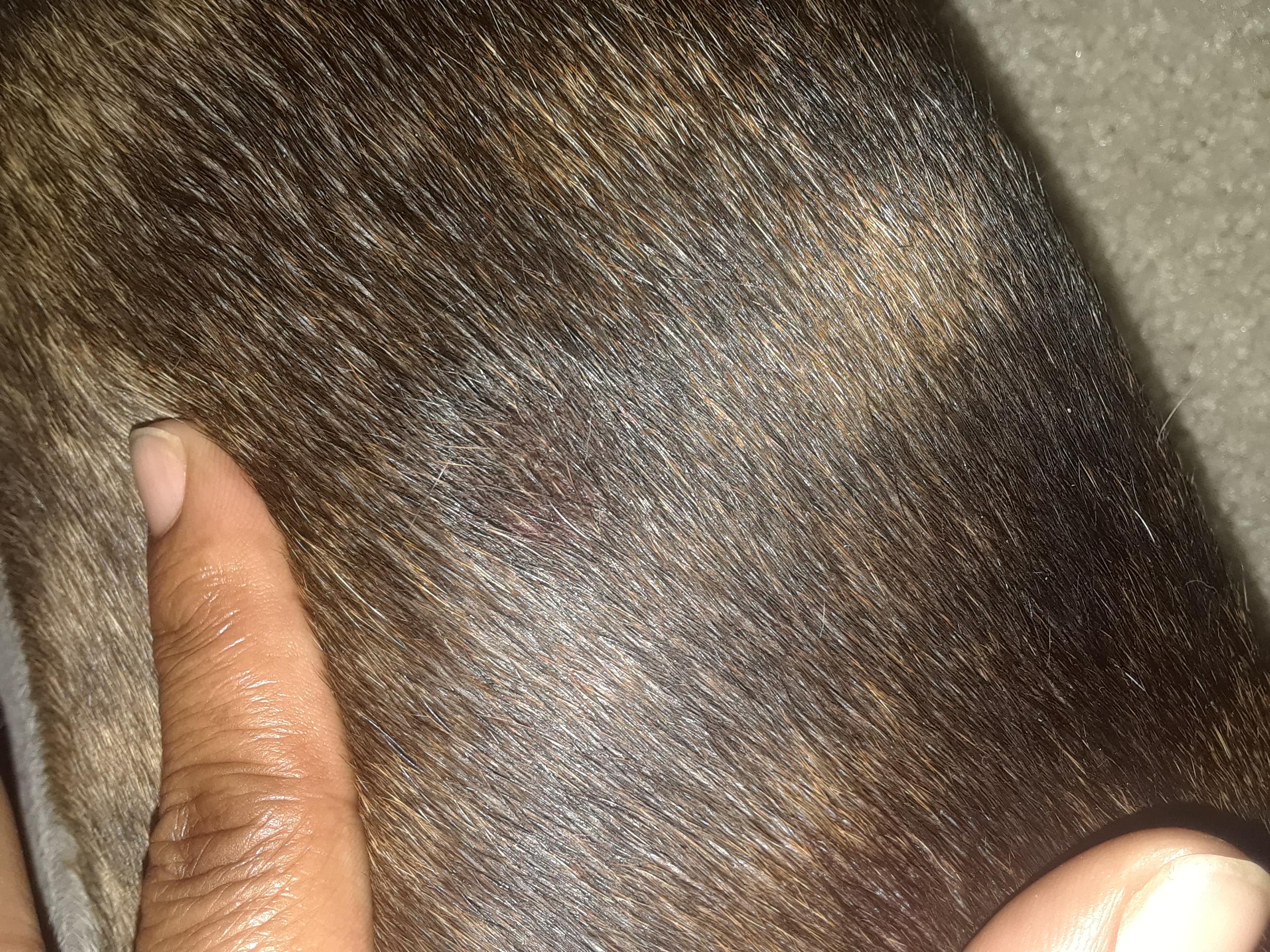 My Dog Has Red Spots & Bruising: What Could This Be? | Petco