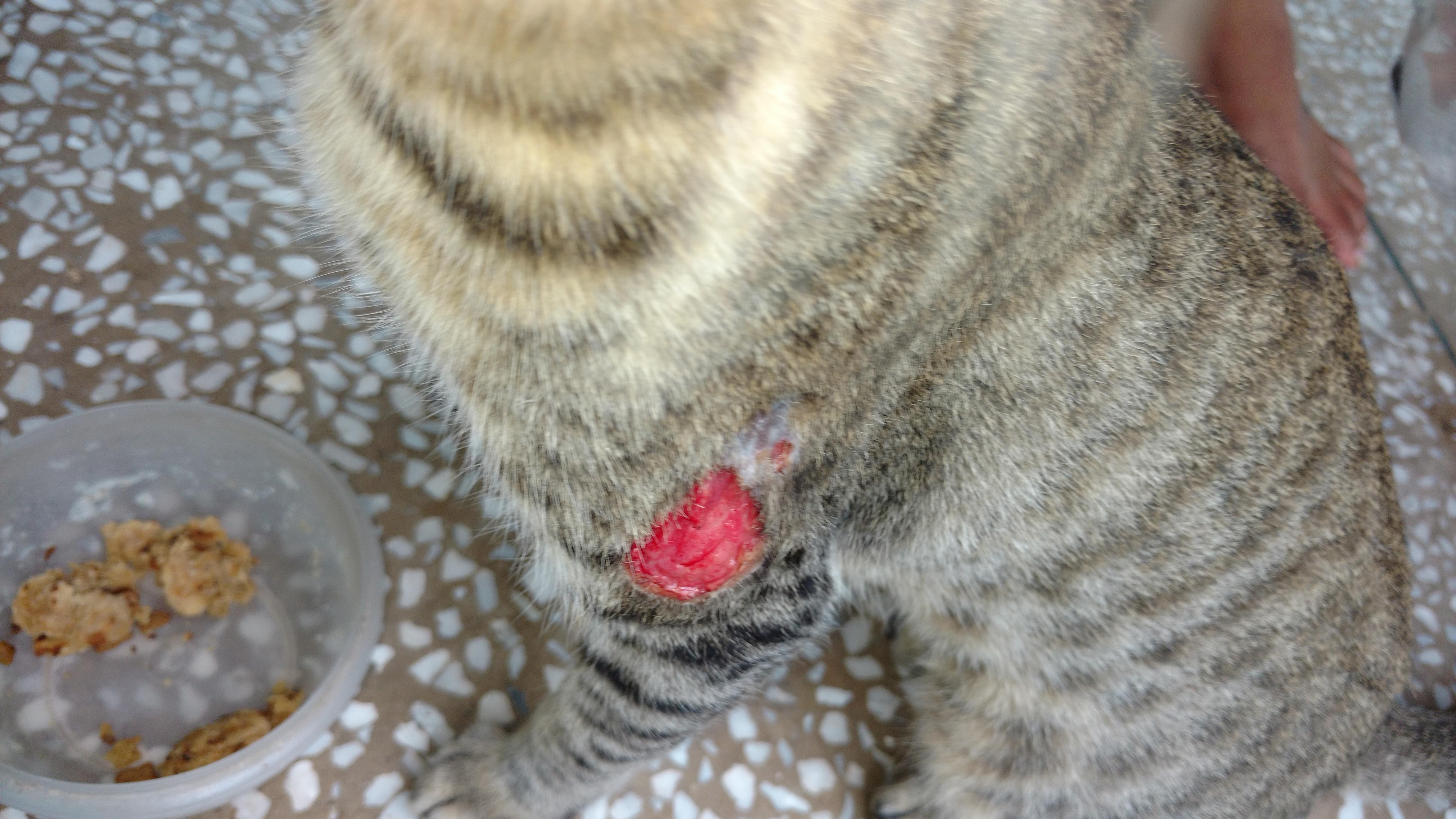 My cat's leg wound isn't healing after antibiotics. What to do? | Petco