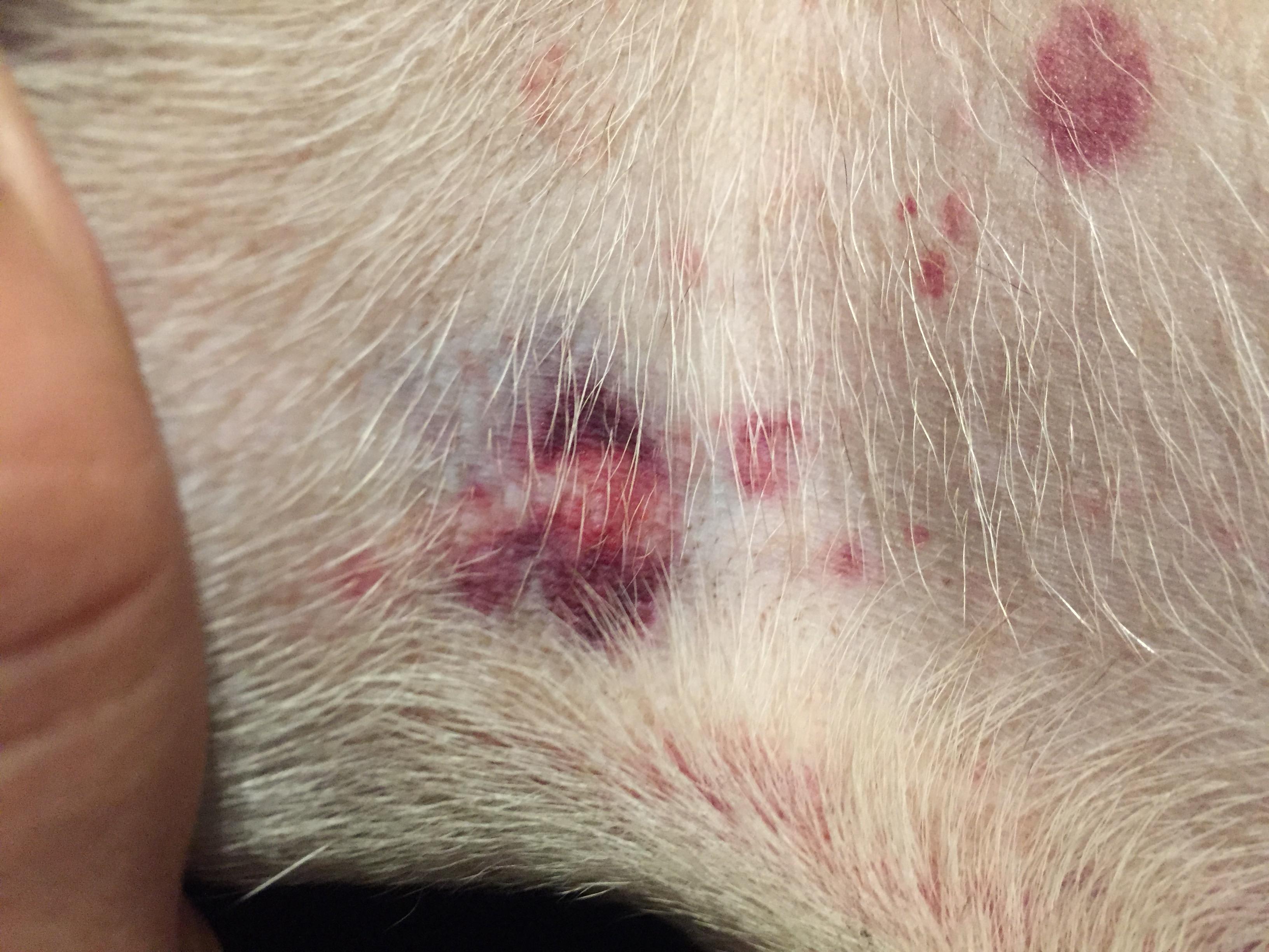 My dog has red spots, bruises, and bleeding. Could it be fleas? | Petco
