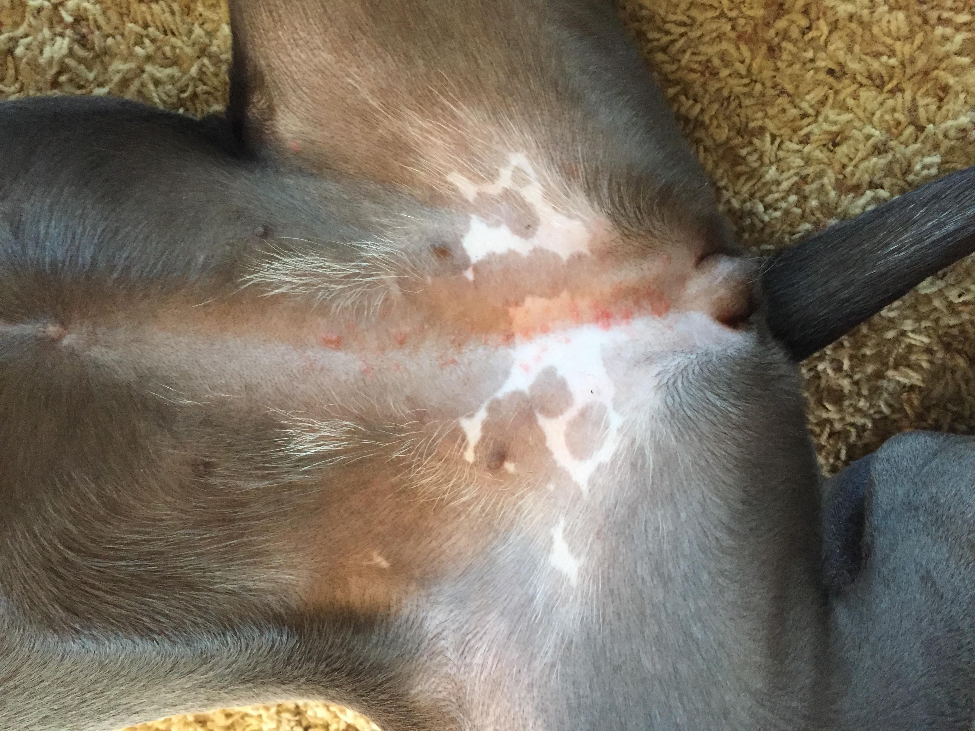 5-Month-Old Pitbull Rash on Lower Abdomen: Is It Serious? | Petco