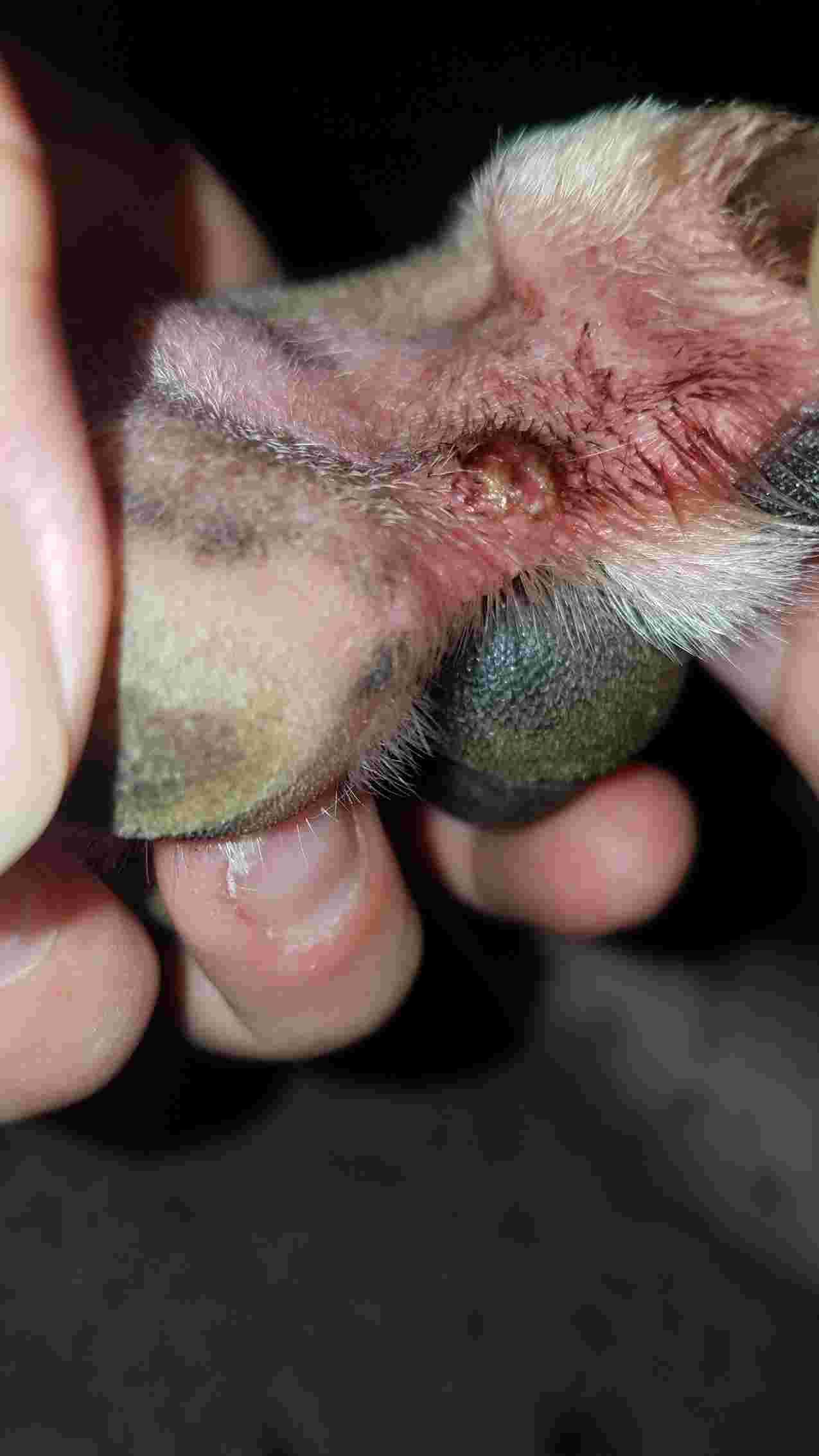 My Dog Has a Lump Between Toes: Interdigital Cyst or Emergency? | Petco