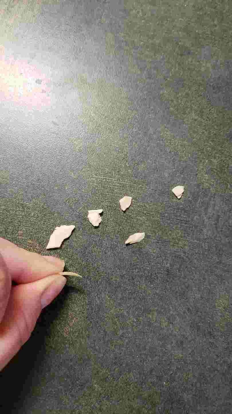 My Dog Vomited Antler Chips: Should I Feed Him & What to Watch For? | Petco