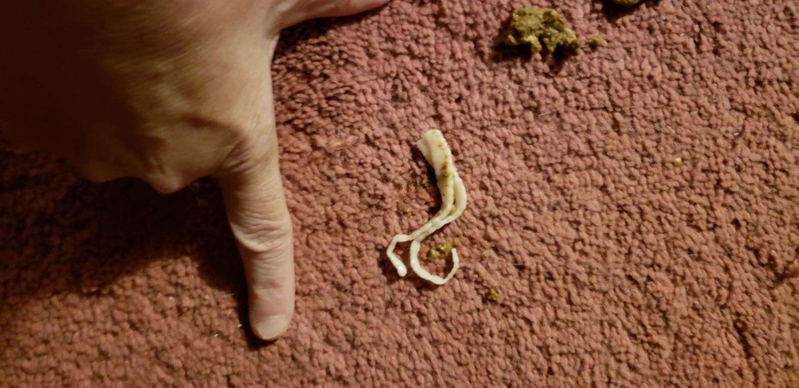 My Cat Vomited Moving Worms: Are They Dangerous? What to Do? | Petco
