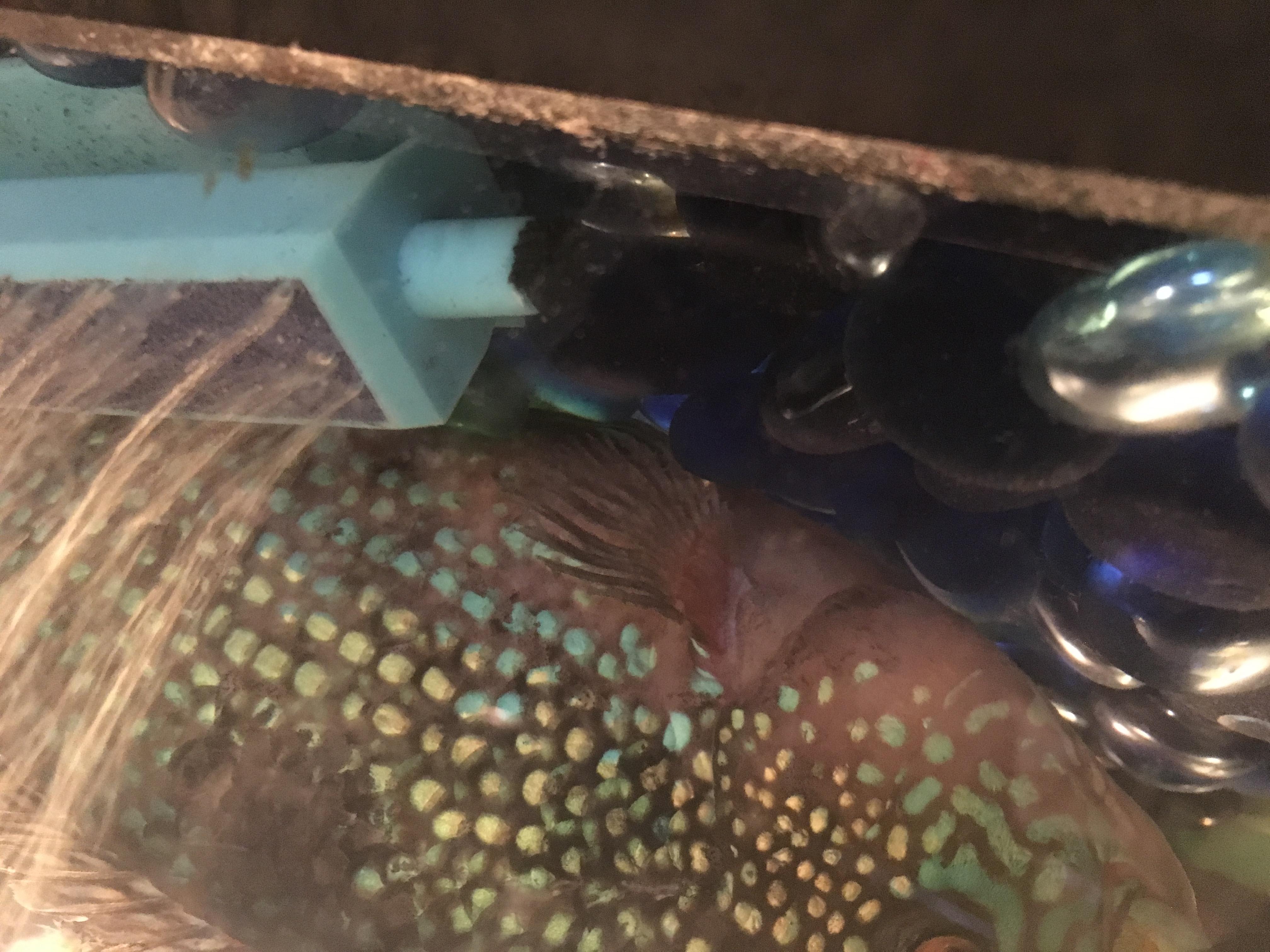Why are my fish's fins fraying? Is it fin rot? Can Melafix help? | Petco