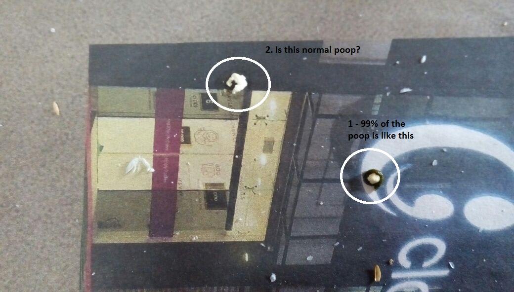 Why is my budgie sneezing, has a wet nose, and white poop? | Petco