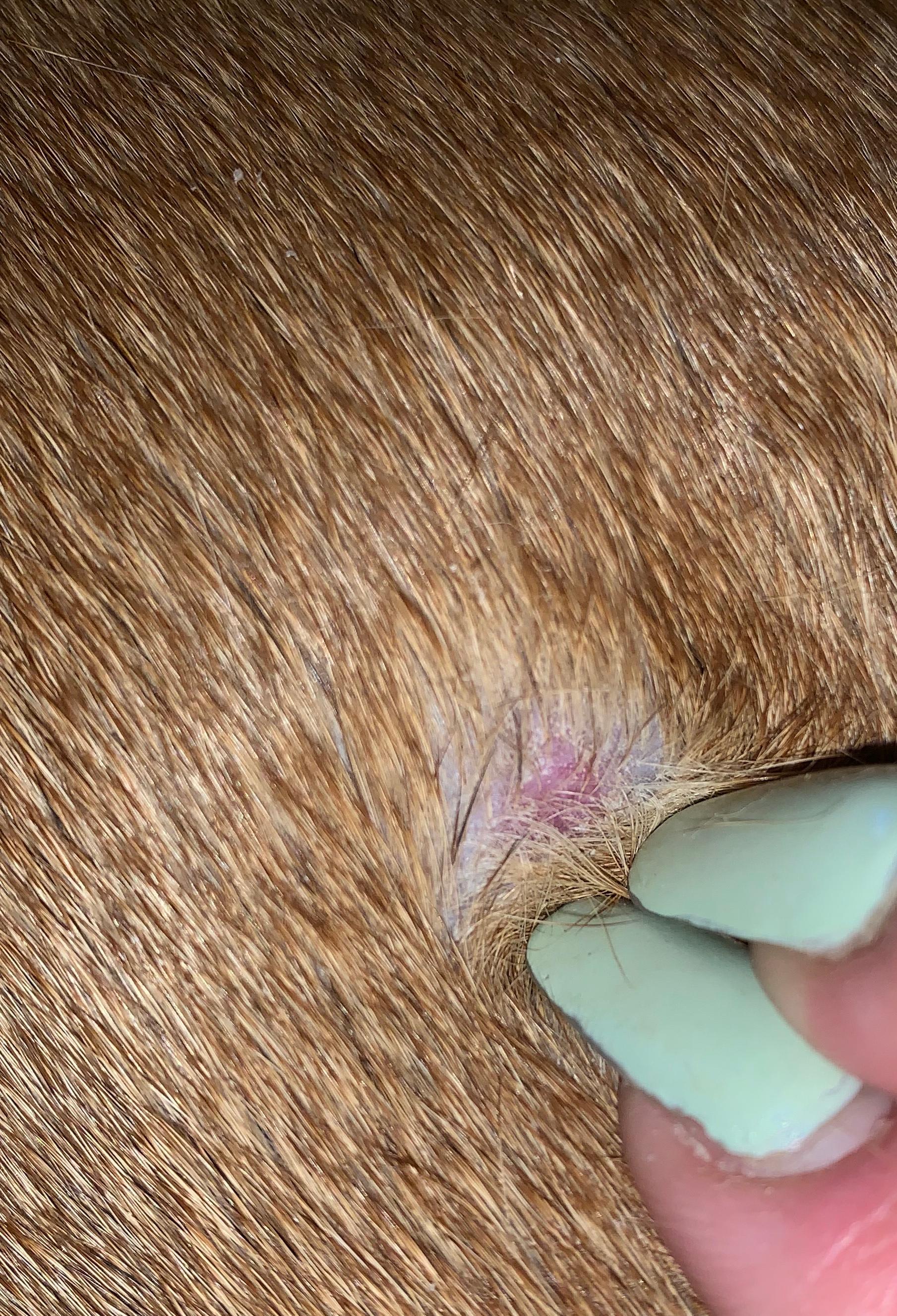 My Dog Has Red, Flaky, Itchy Bumps: Is It an Allergy? | Petco