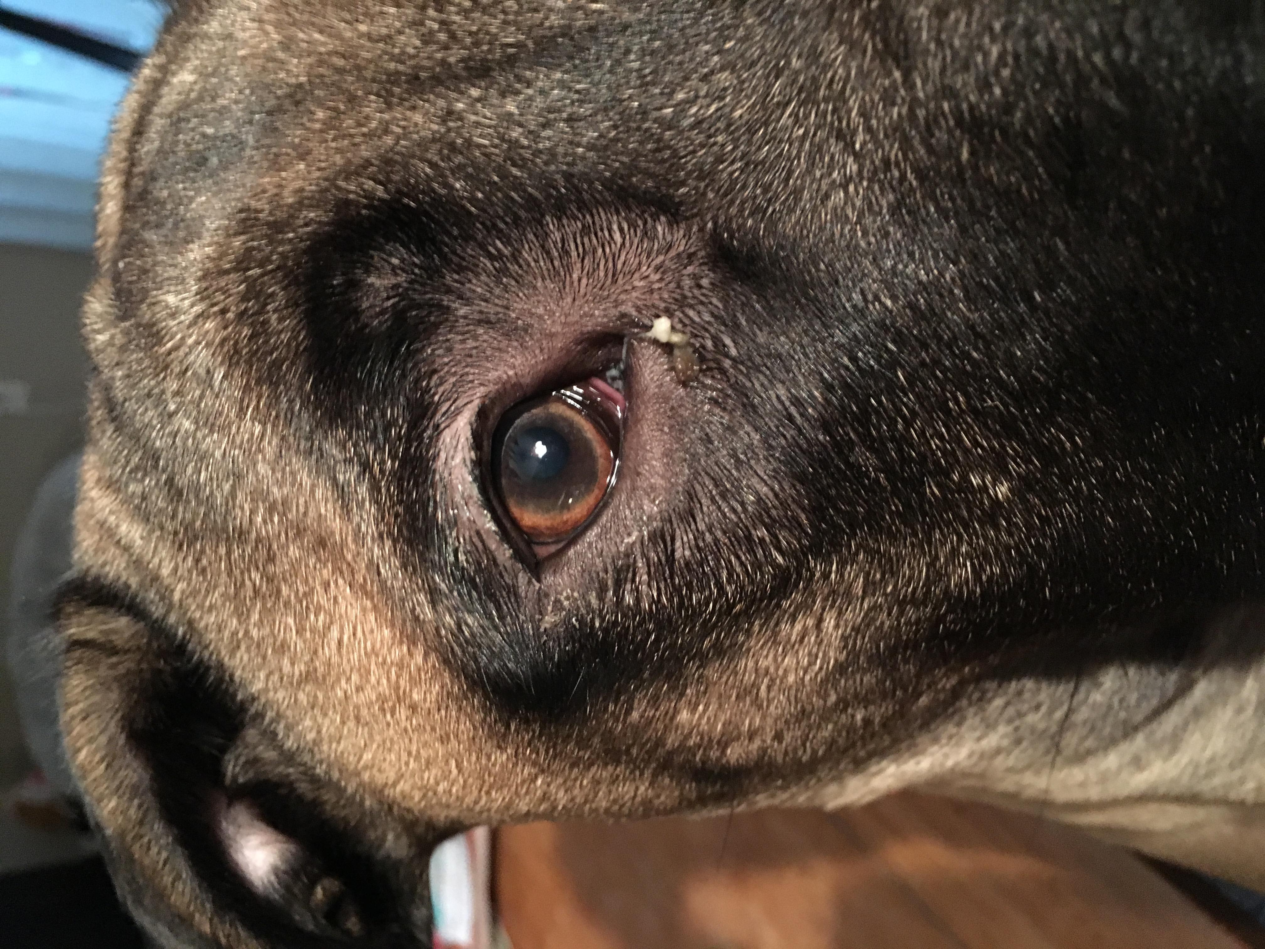 Puppy Red, Watery, Goopy Eyes? Should You Be Concerned? | Petco