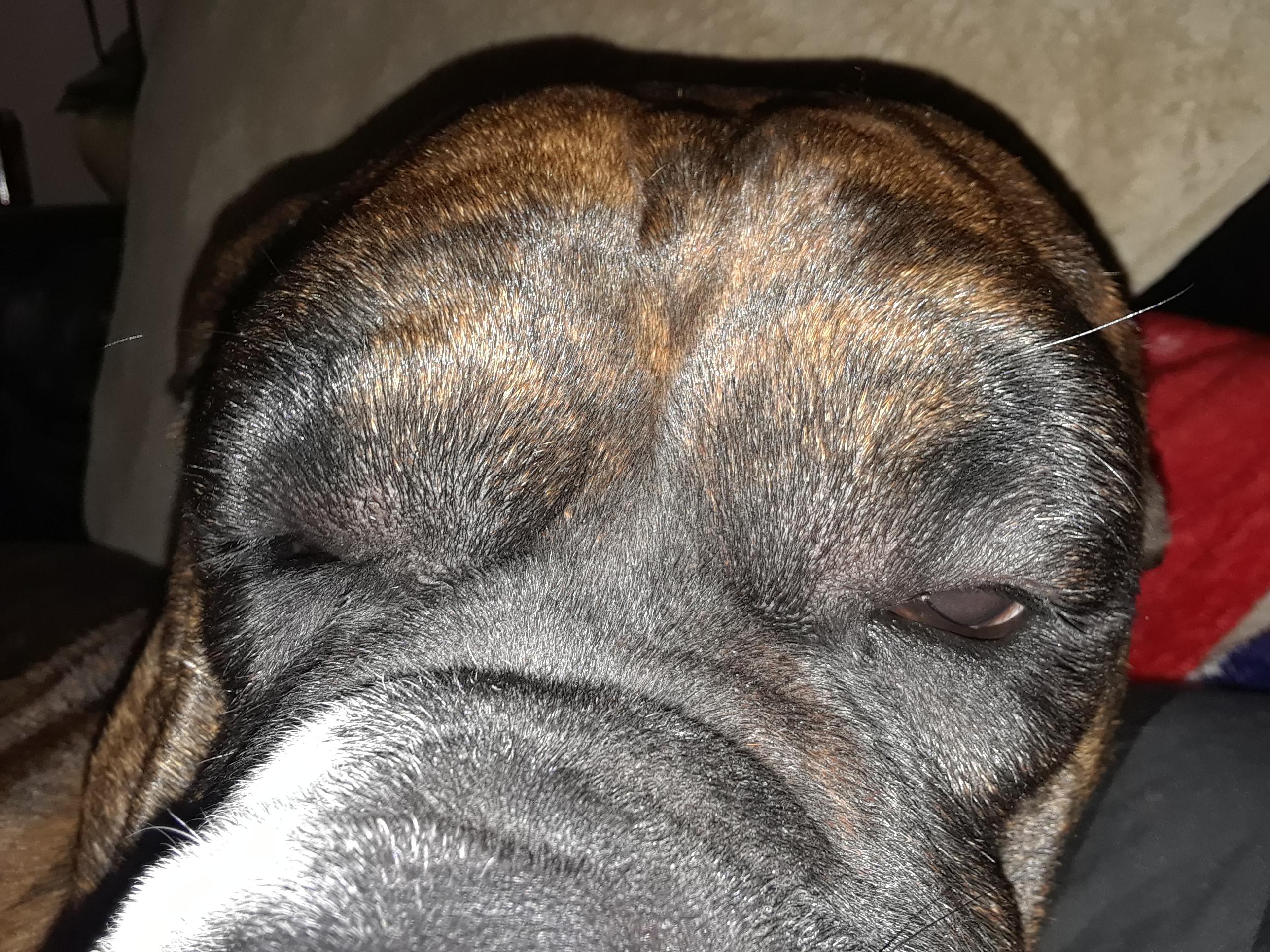 My Boxer Has Swollen Face, Vomiting, Diarrhea. What to Do? | Petco