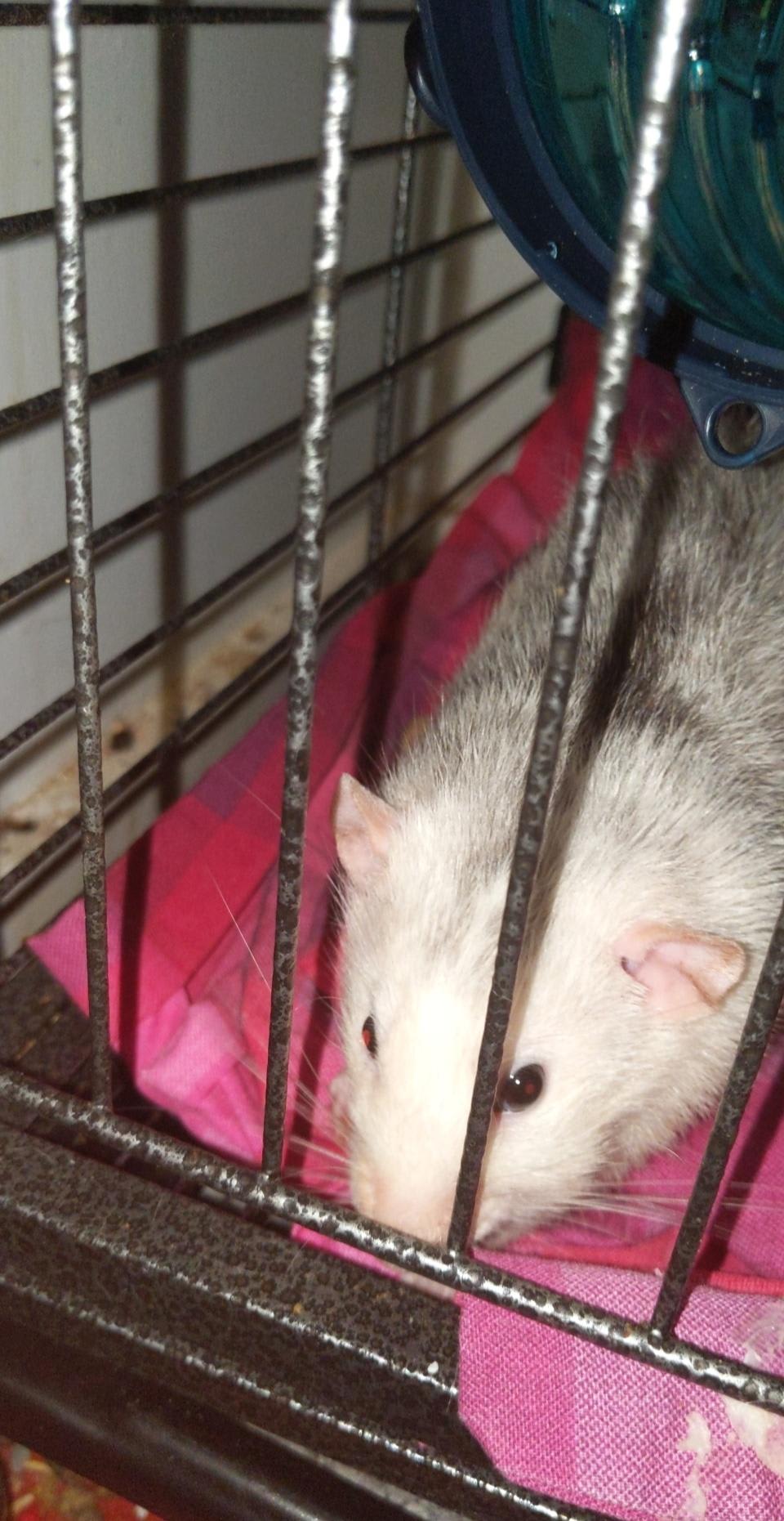 My Rat Has a Sudden Cheek Lump: Is it an Abscess or a Tumor? | Petco