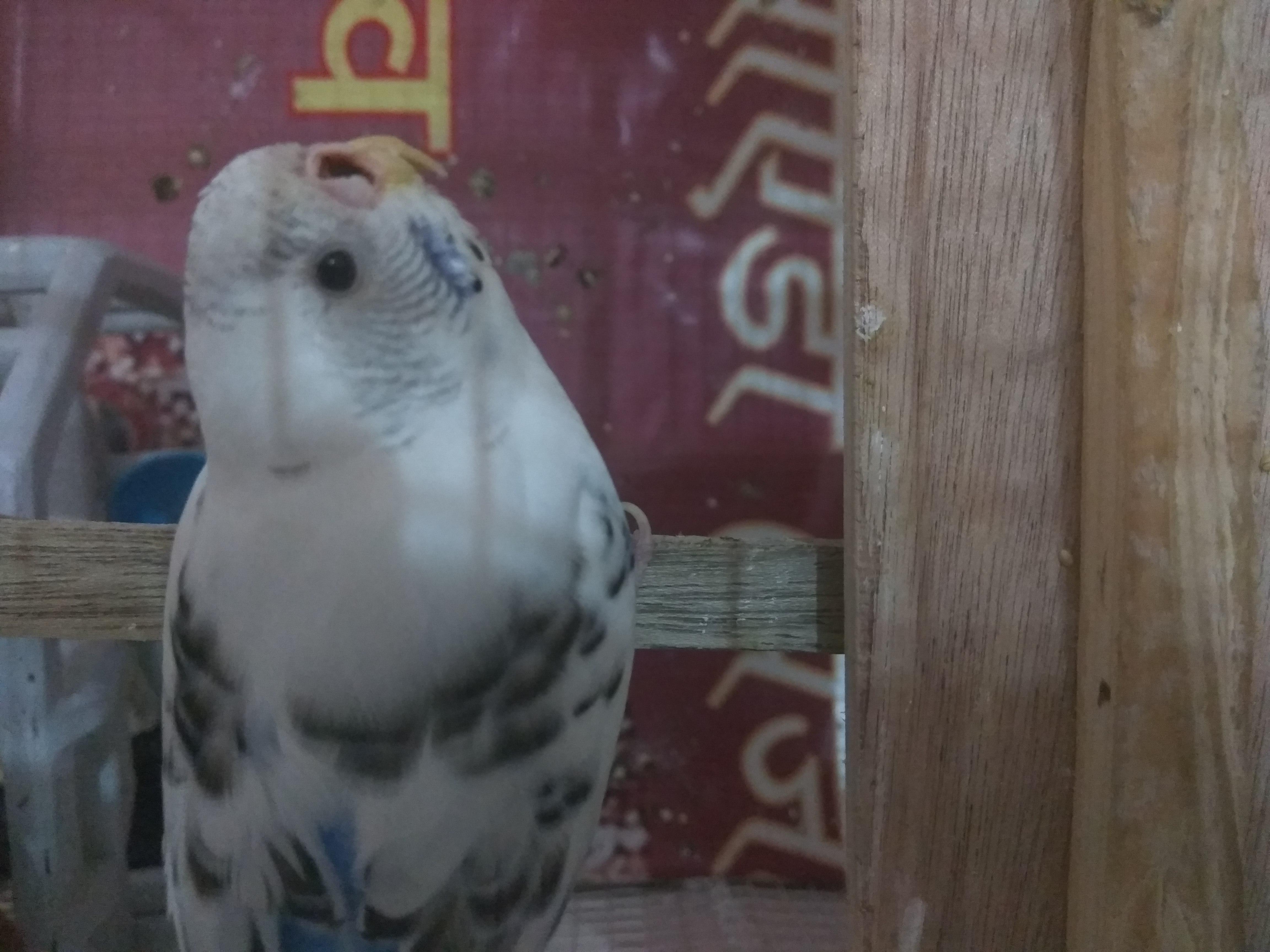 My Bird Has Beak Disease: Learn How to Diagnose & Treat It | Petco