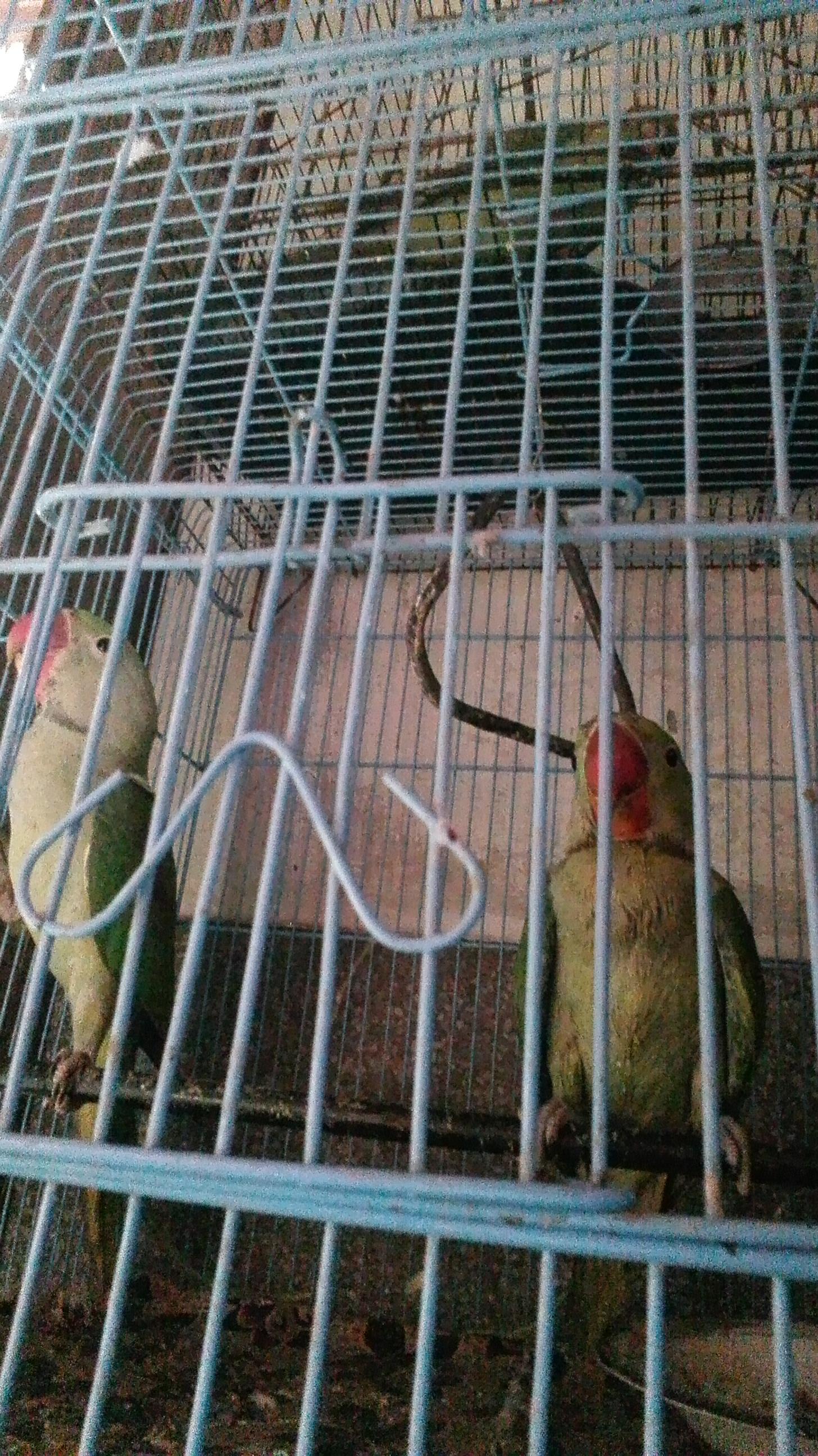 Are Sugar and Salt Toxic or Harmful for Your Alexandrian Parrot? | Petco