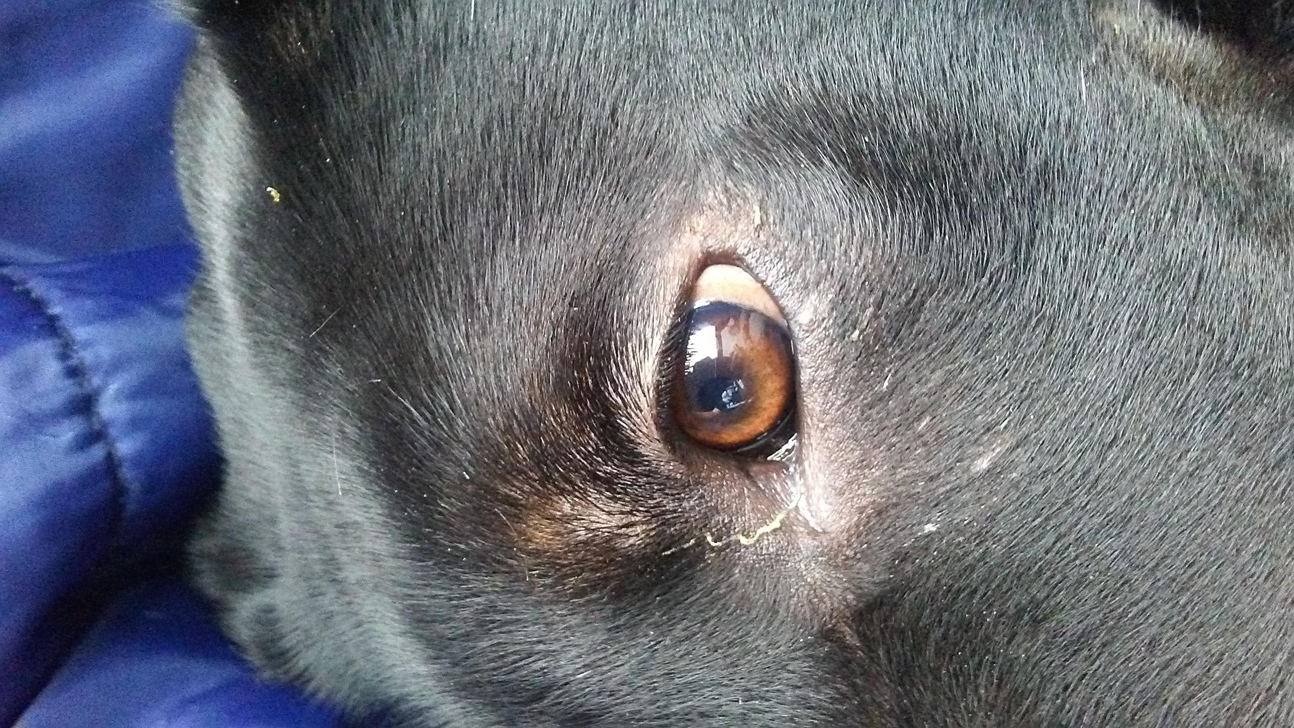 My Dog's Eyes: Discharge, Hazy, Brown. Is It Pink Eye? | Petco