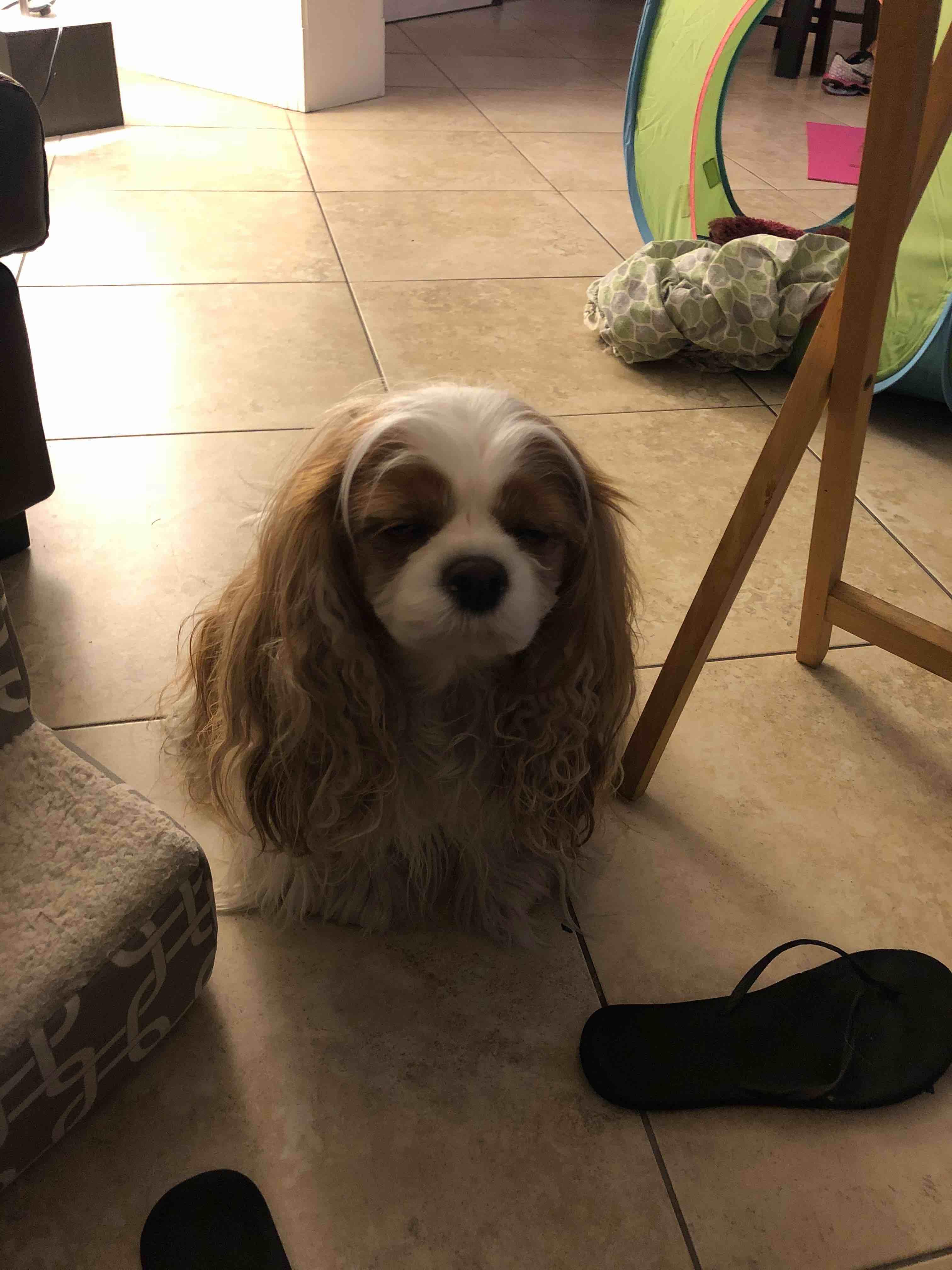 Senior Dog's Droopy Eyes: Is Ectropion Age-Related? | Petco