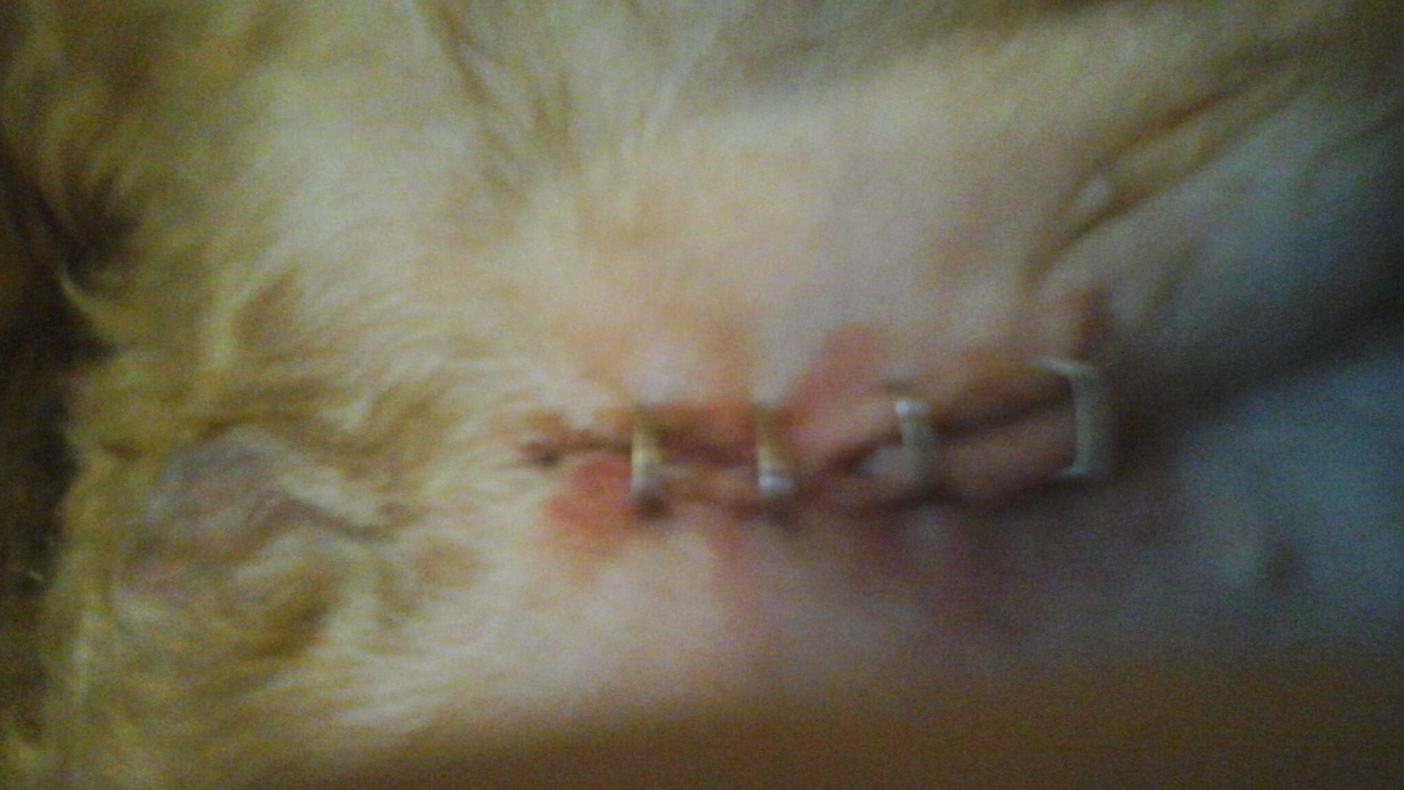 Puppy Neuter Wound Reopened? Bandage or E-Collar for Healing? | Petco