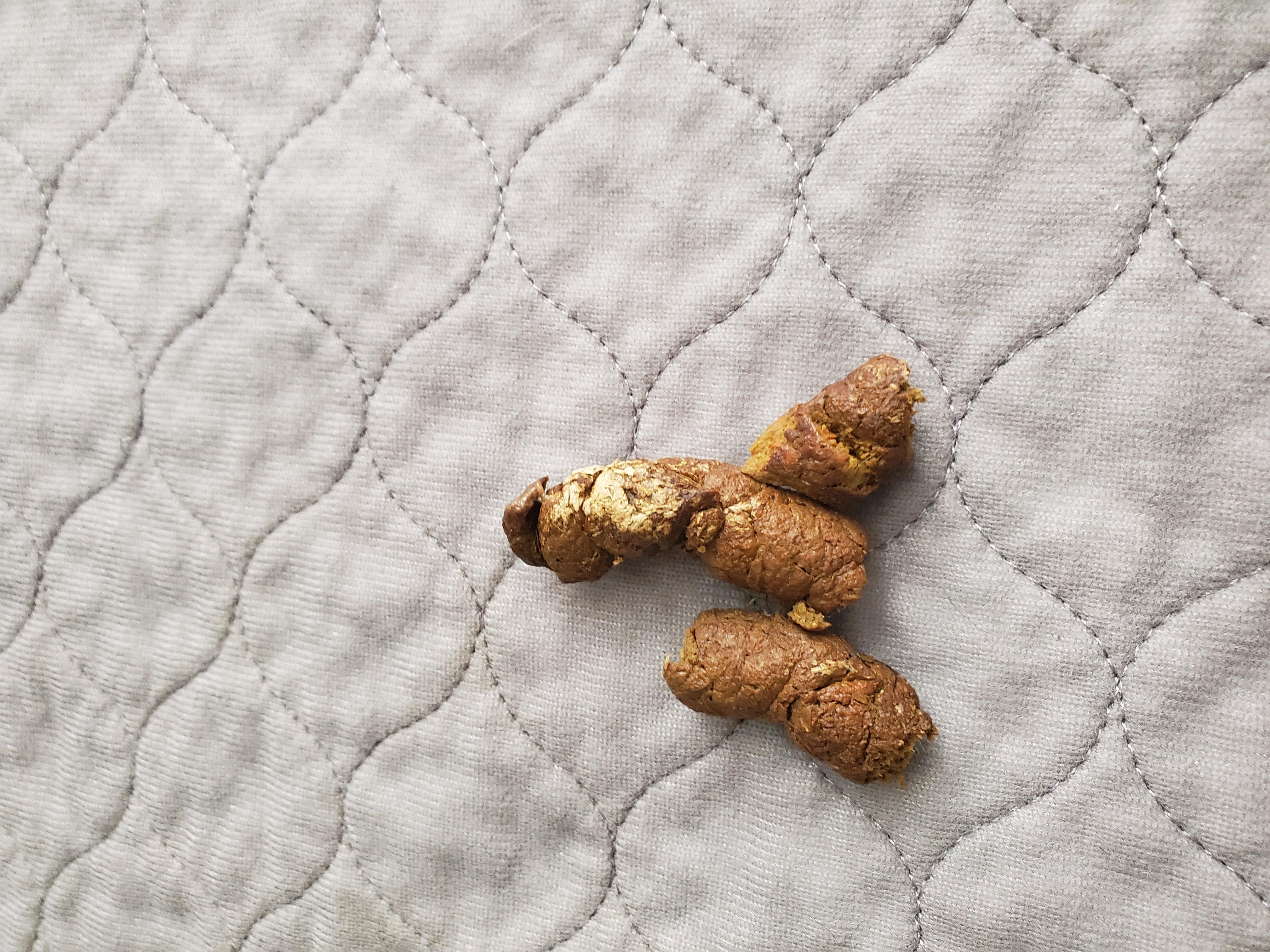 Puppy Poop: White Spots, Hair, & Is Twice a Day Normal? | Petco