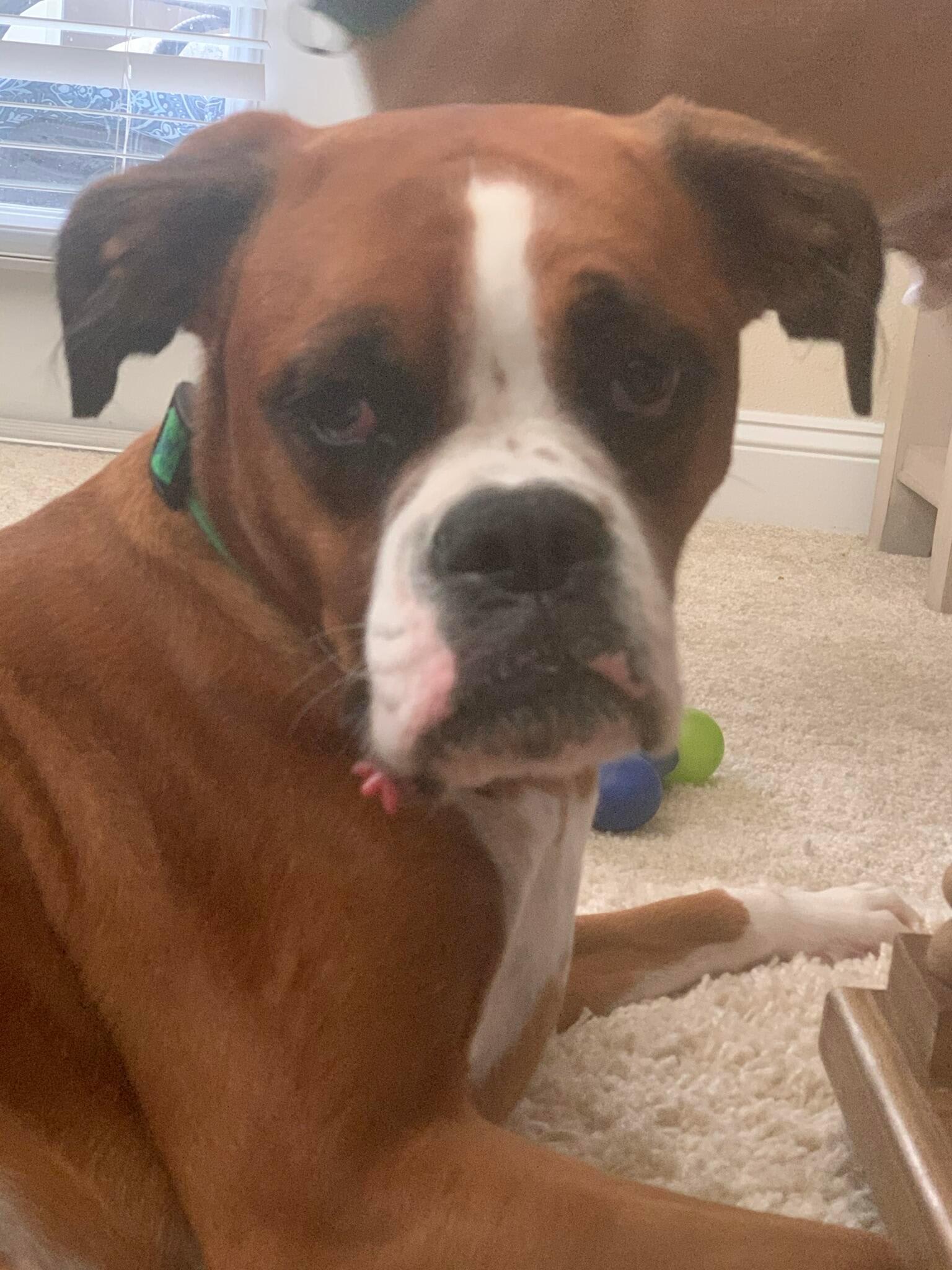 My Boxers have swollen jowls after moving. Allergic reaction? | Petco