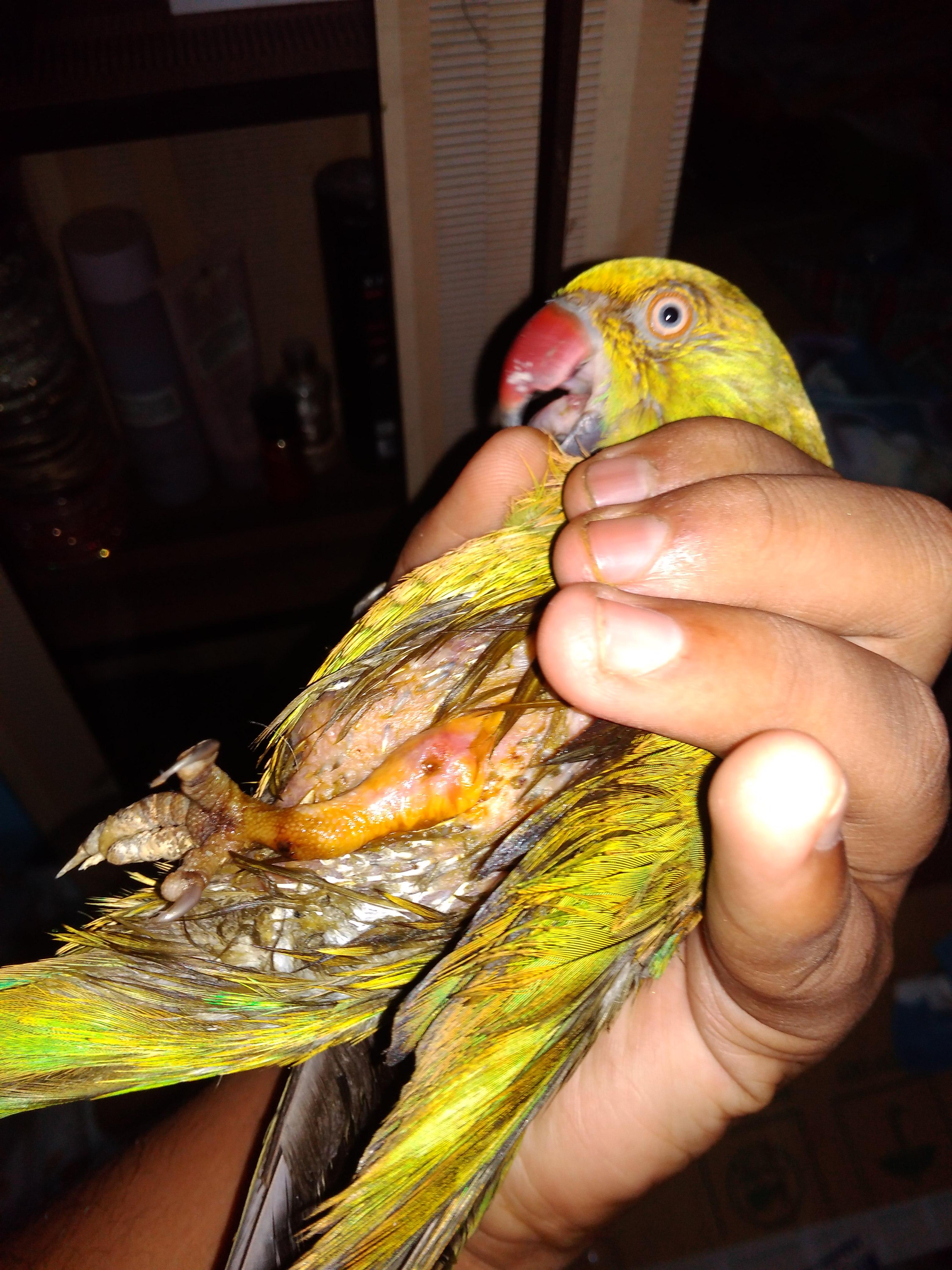 Parrot Leg Nerve Disorder After Fracture: What You Can Do | Petco