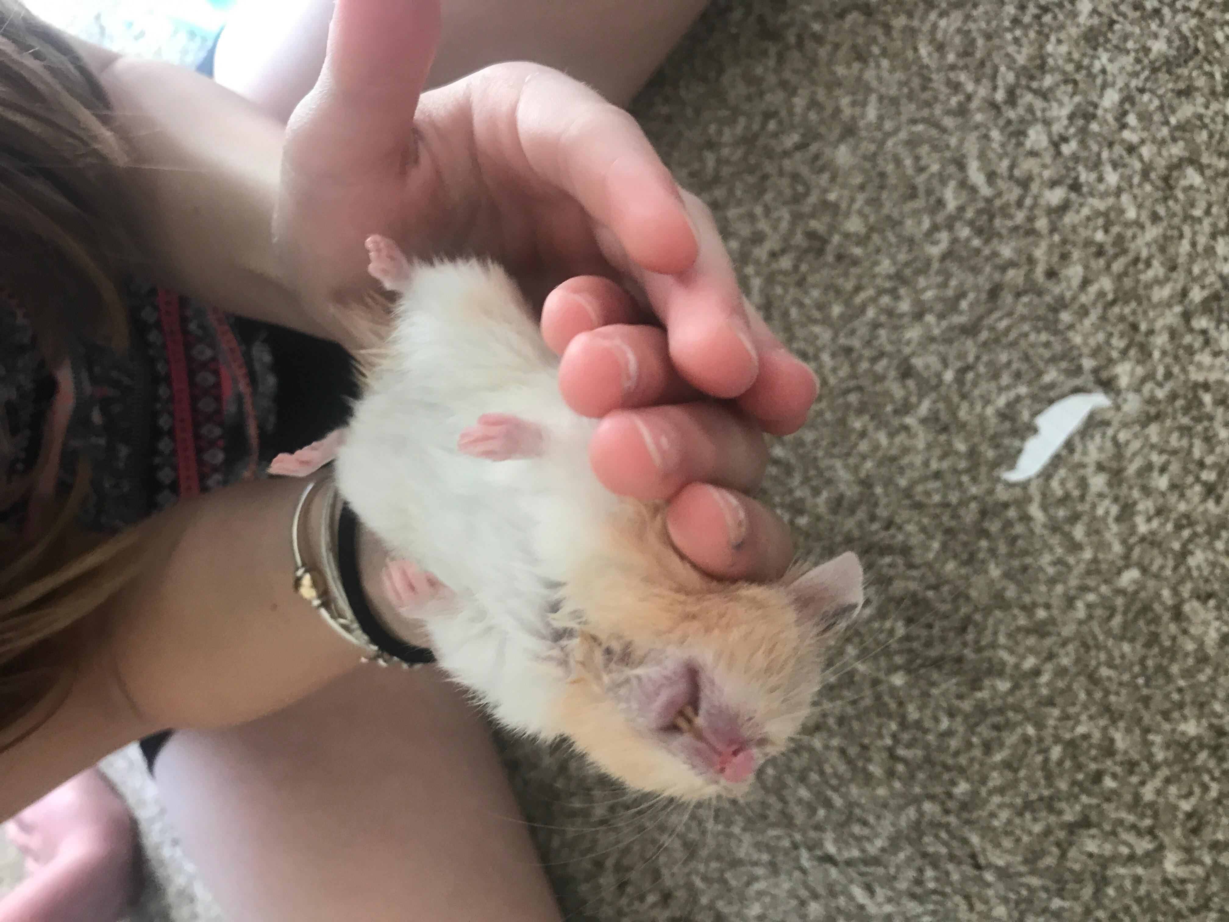 My Hamster is Lethargic, Tired, Dragging Legs. Sick? | Petco