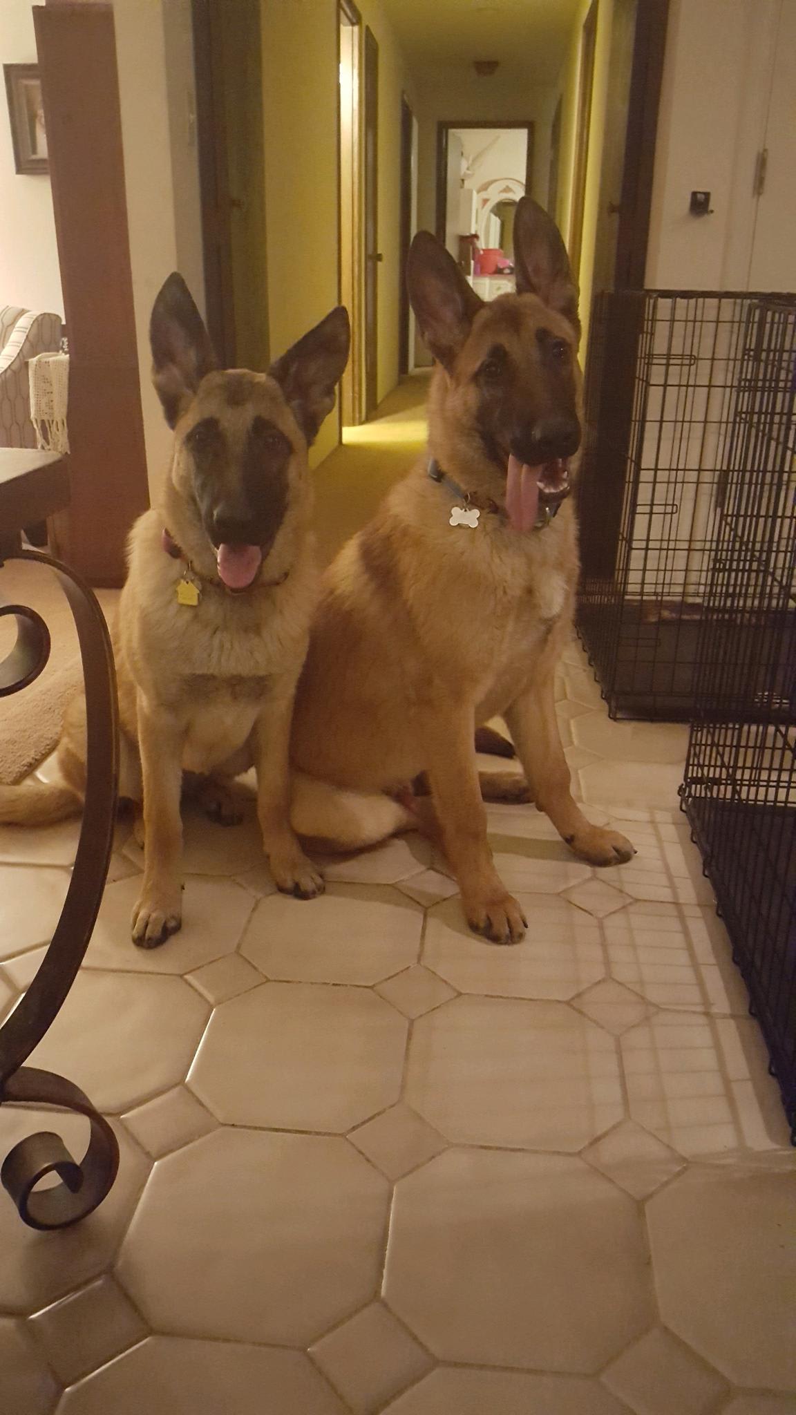 Why are my German Shepherd puppies suddenly peeing inside? | Petco