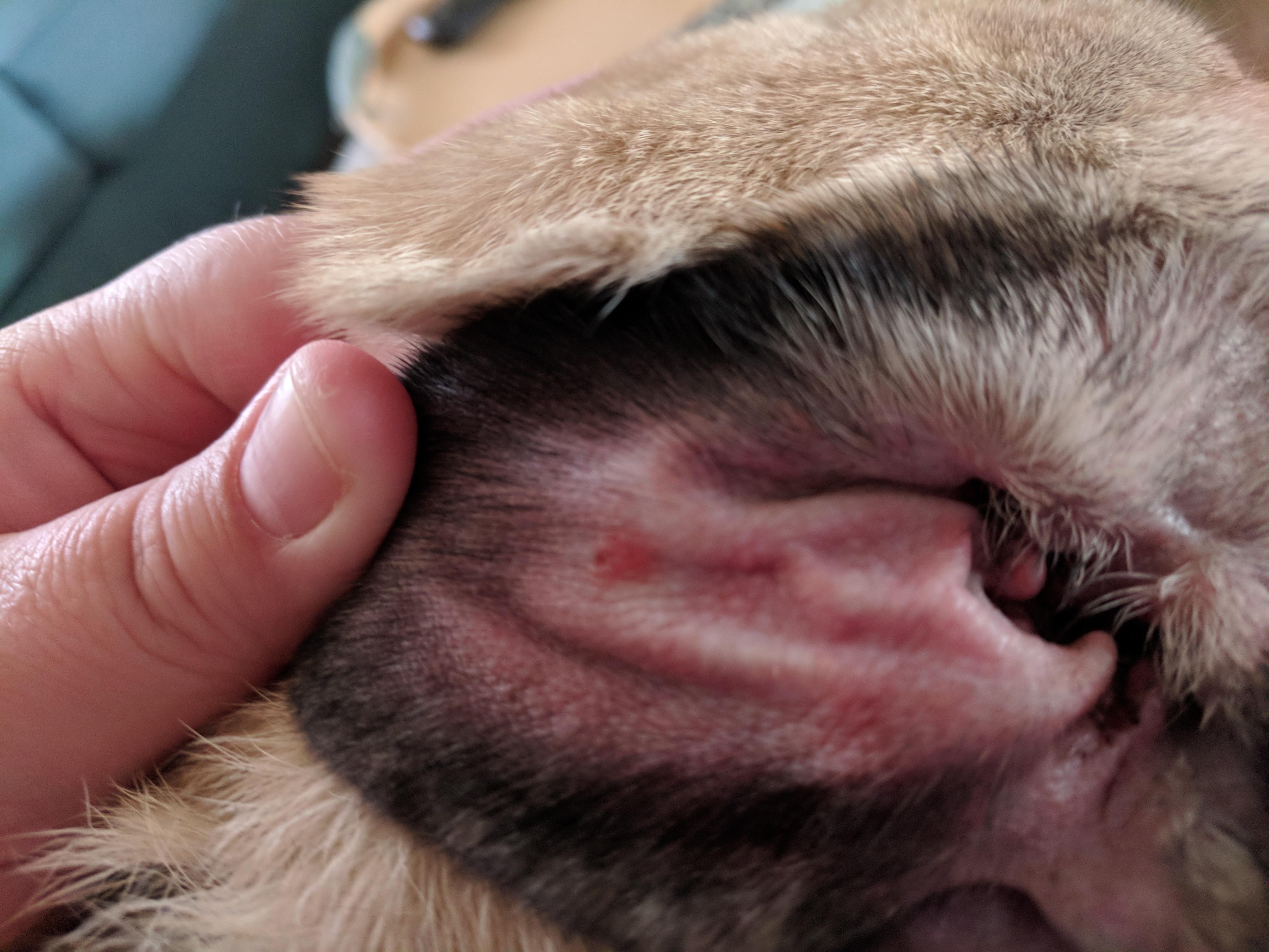 Why is my pug itchy rash, vomiting, diarrhea, hot ears? | Petco