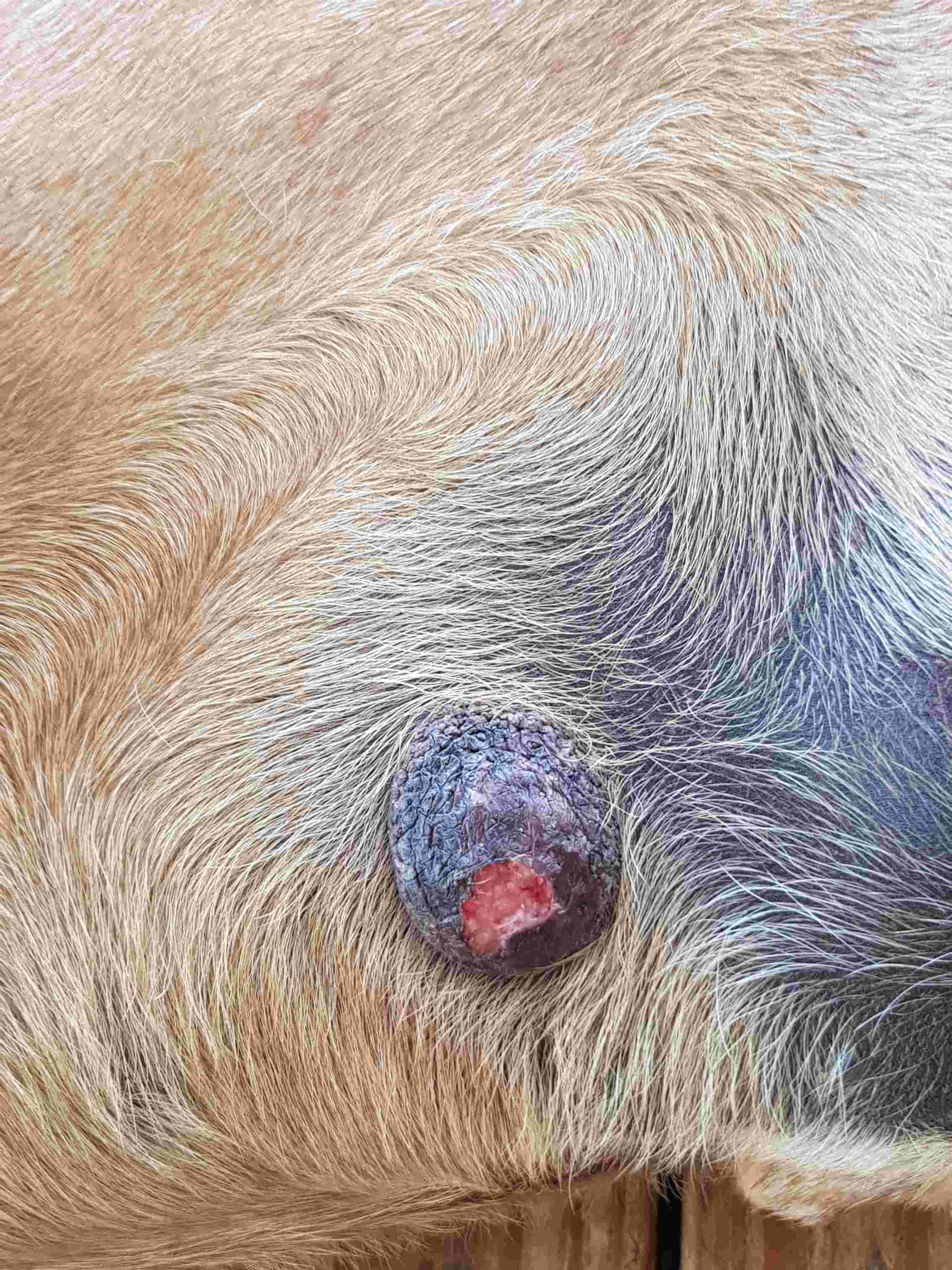 My dog has a bleeding lump that looks like a cyst. Is it serious? | Petco