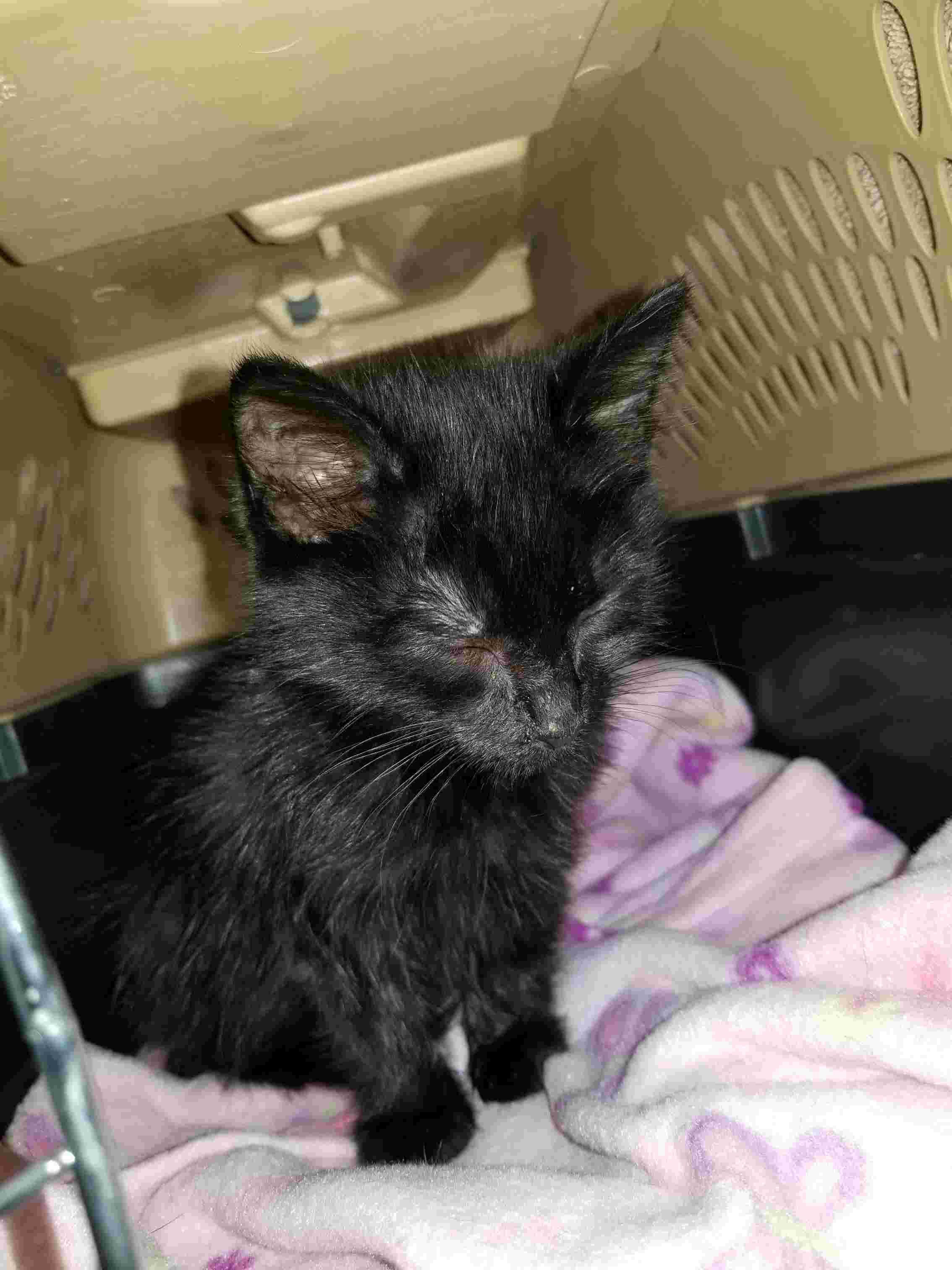 Why is my kitten wobbly, dizzy, tongue out after being stepped on? | Petco