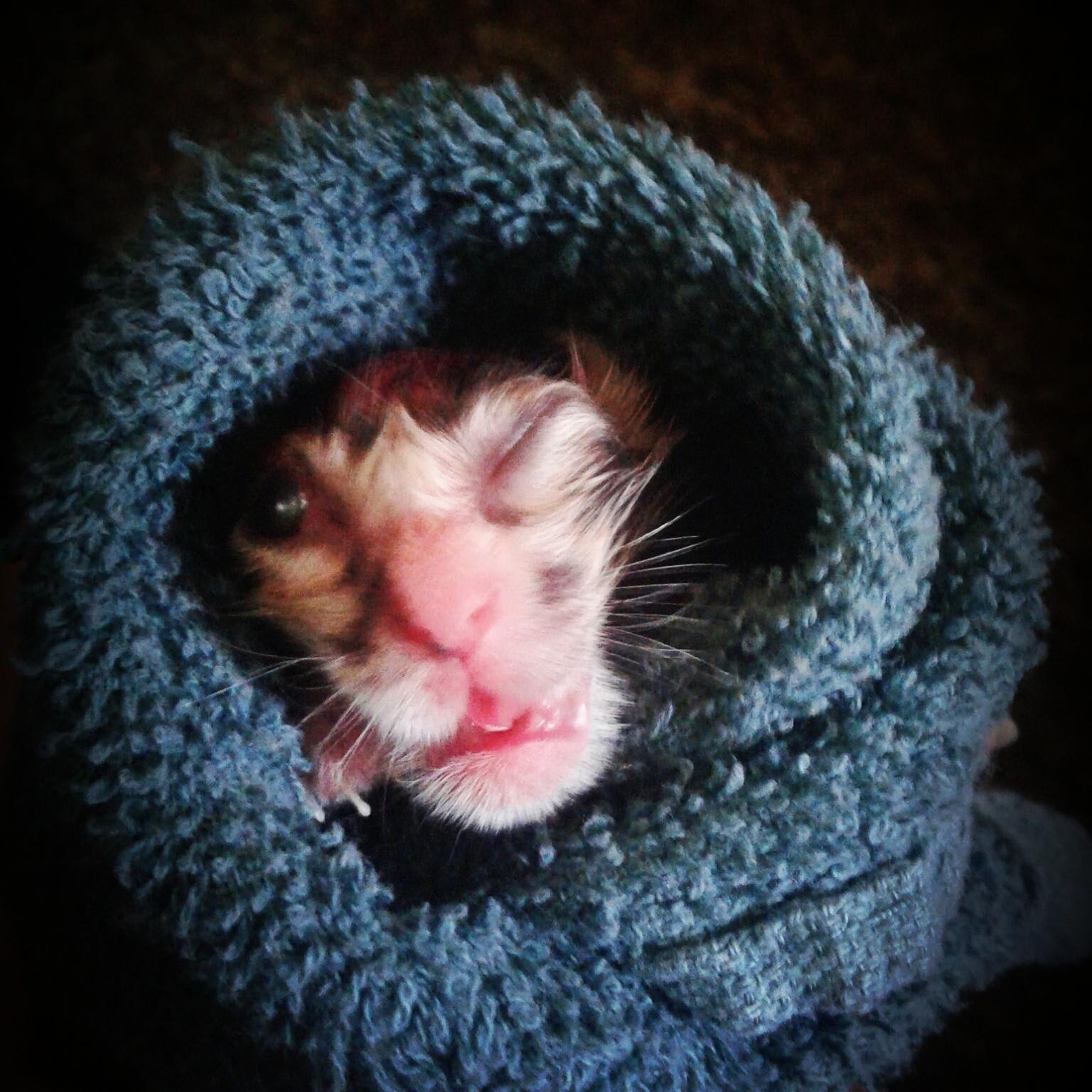 My newborn kitten's brain is exposed. Will she survive? | Petco
