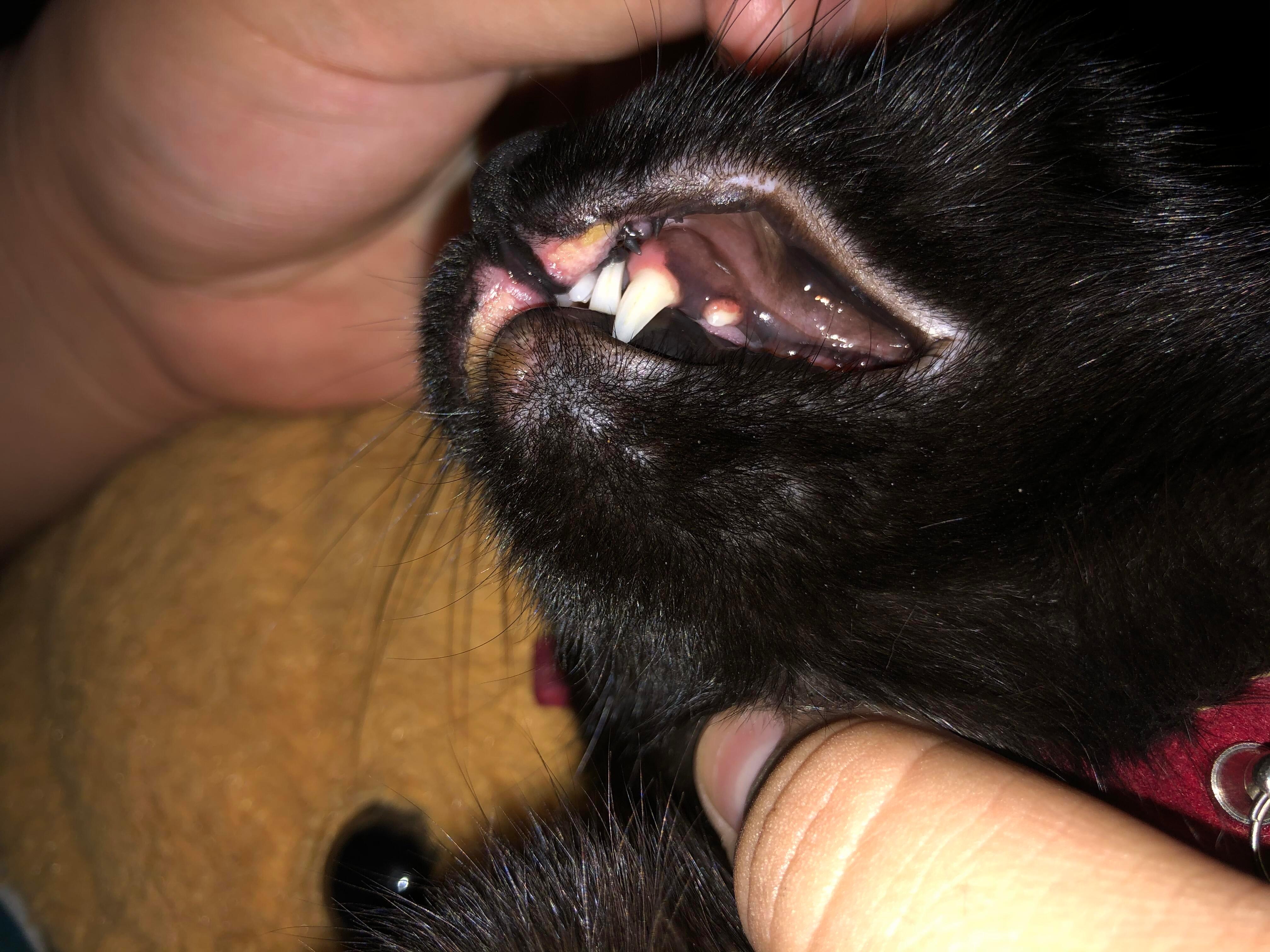 Why are my cat's lips yellow and pus-like? Causes & Treatment | Petco