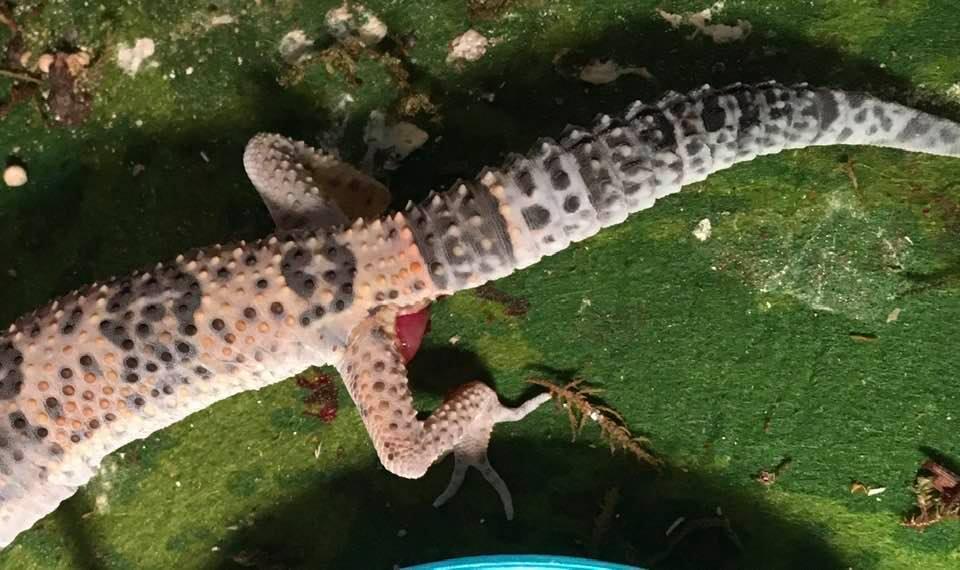 My leopard gecko has a bleeding tail wound. What should I do? | Petco