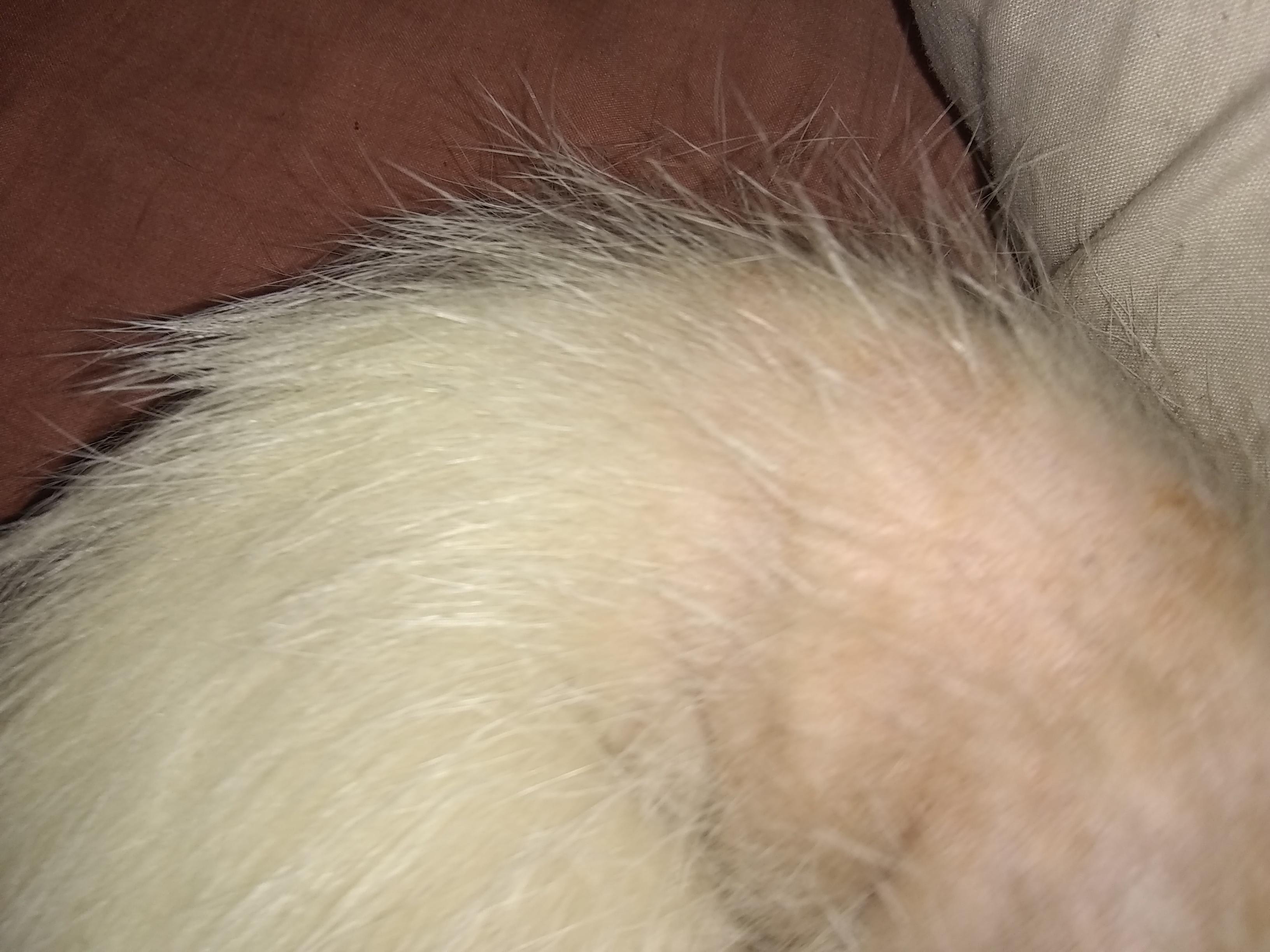 Why is my ferret losing hair and scratching its neck and face? | Petco