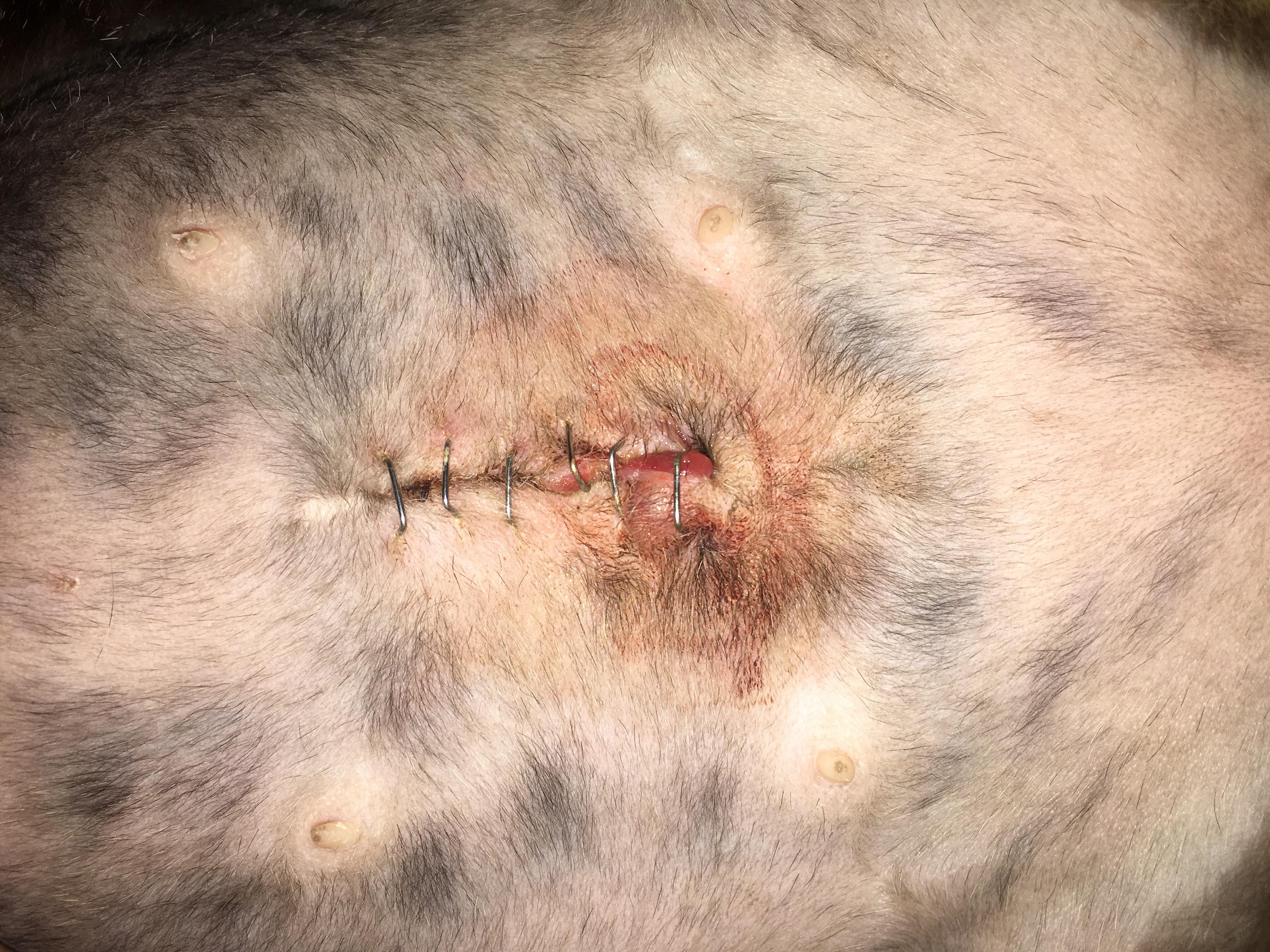Is my cat's surgical incision with staples infected or irritated? | Petco