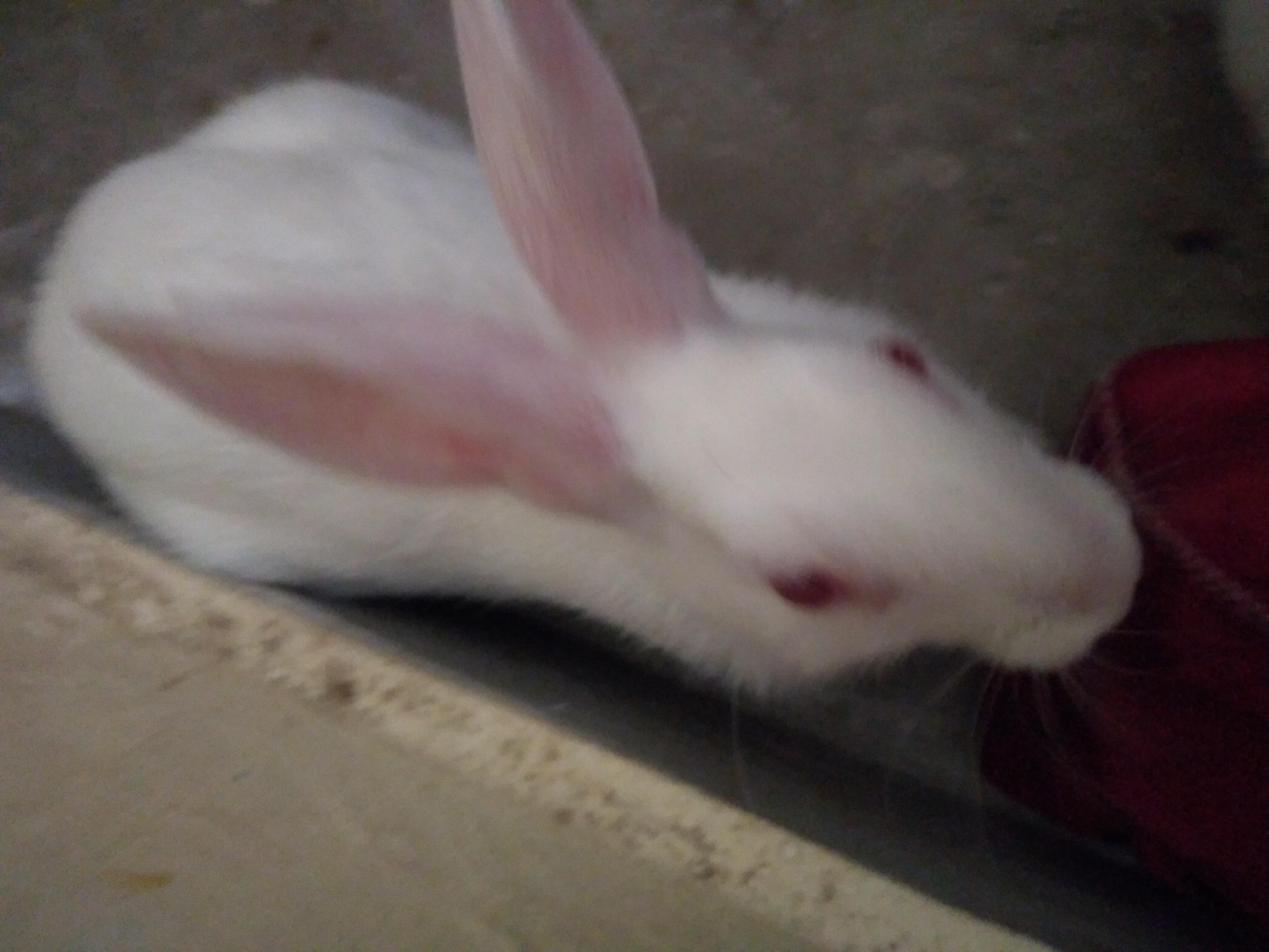 How to treat a 4-month-old rabbit's leg wound and hair loss? | Petco