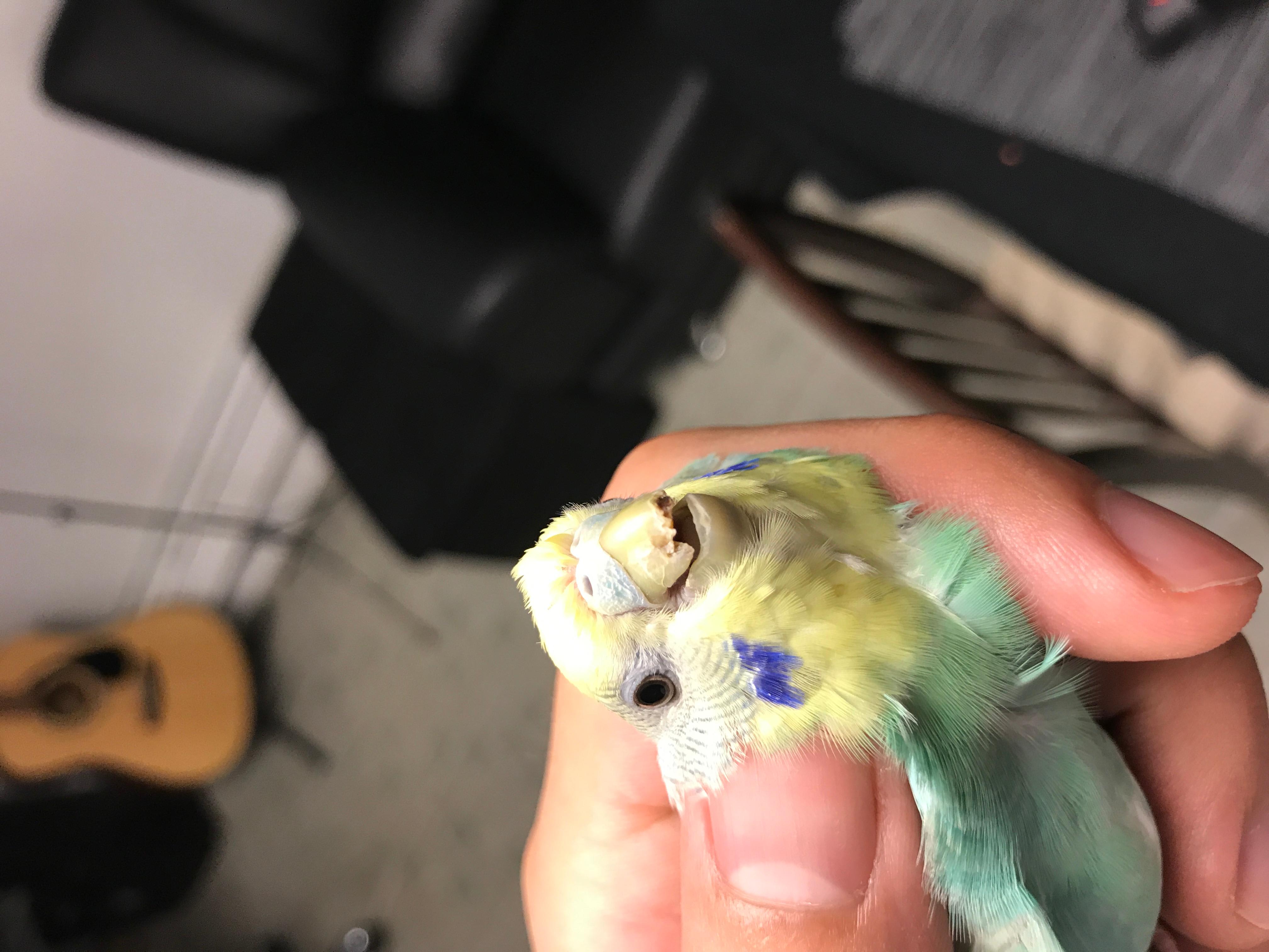 Why Is My Budgie's Beak Breaking & Discolored? Find Remedies | Petco