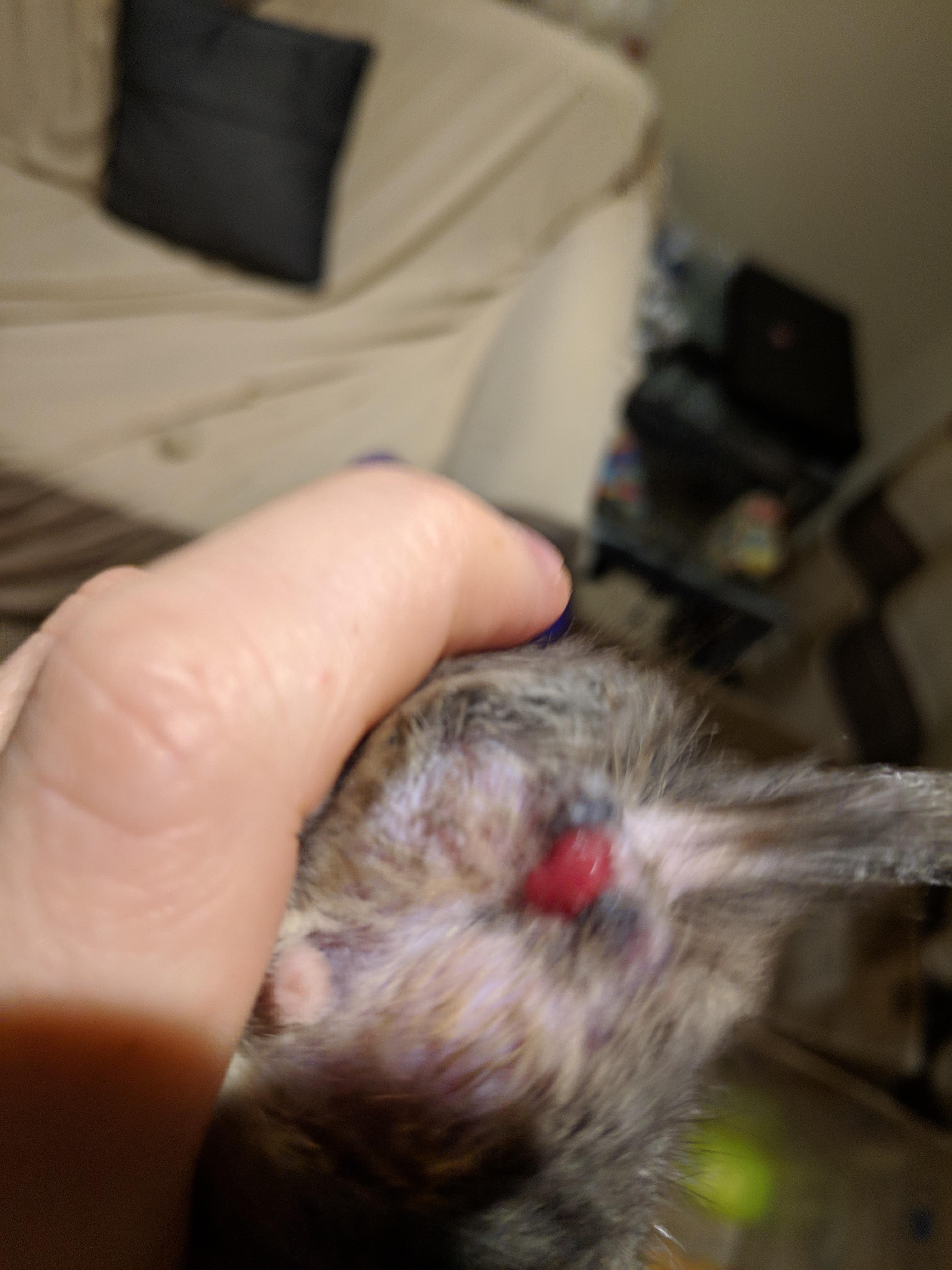Gerbil has a red lump near testicles. Is it a prolapse? | Petco