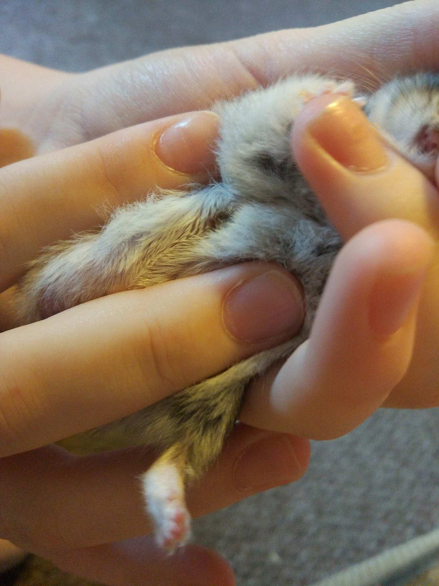 Is brown spot on your hamster's stomach a scent gland or tumor? | Petco