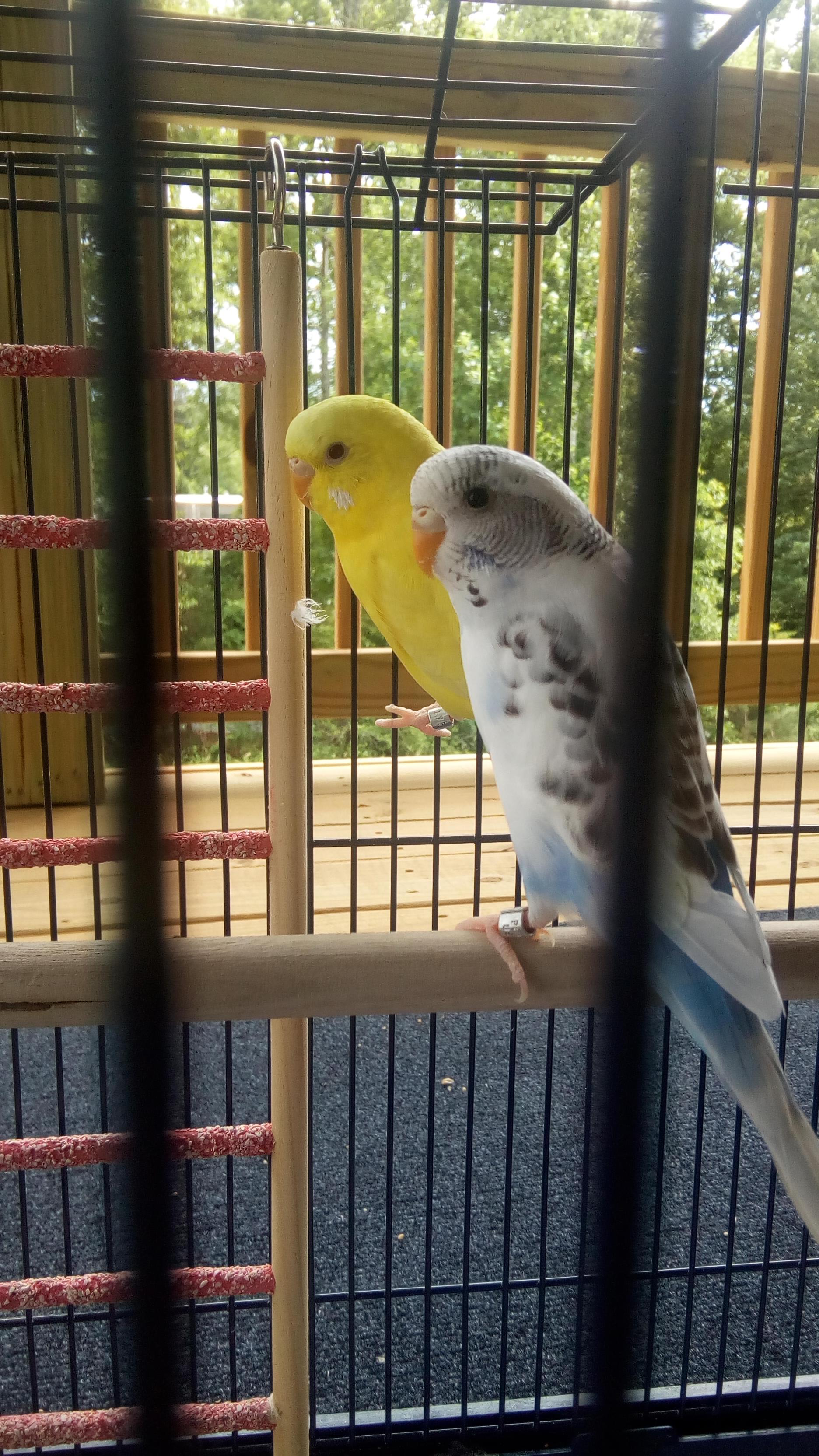 Brown Parakeet Cere Normal? Tame Your Scared Parakeet! | Petco