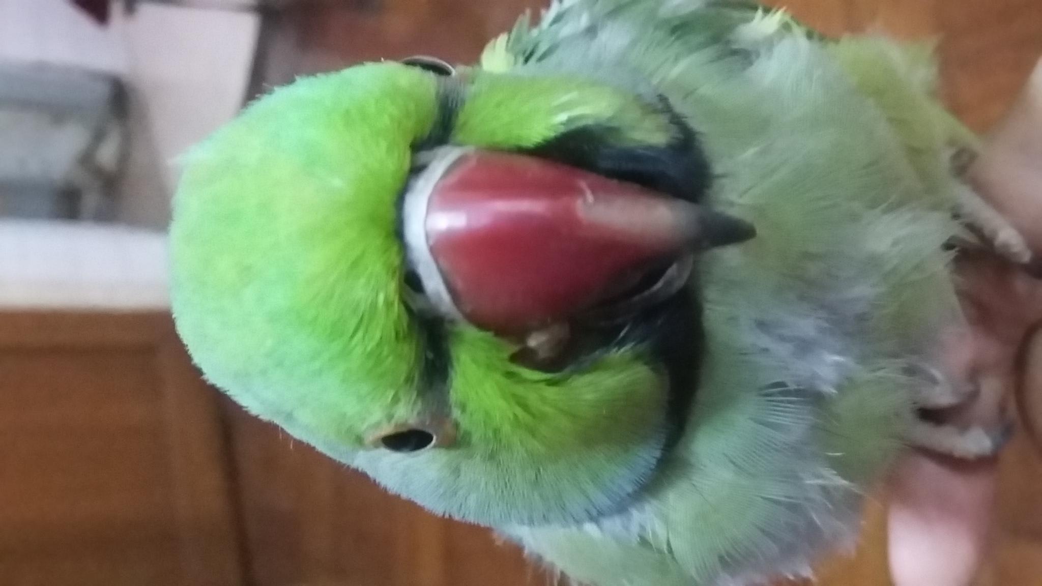 My Parakeet Has a Blister on Its Beak. What Should I Do? | Petco