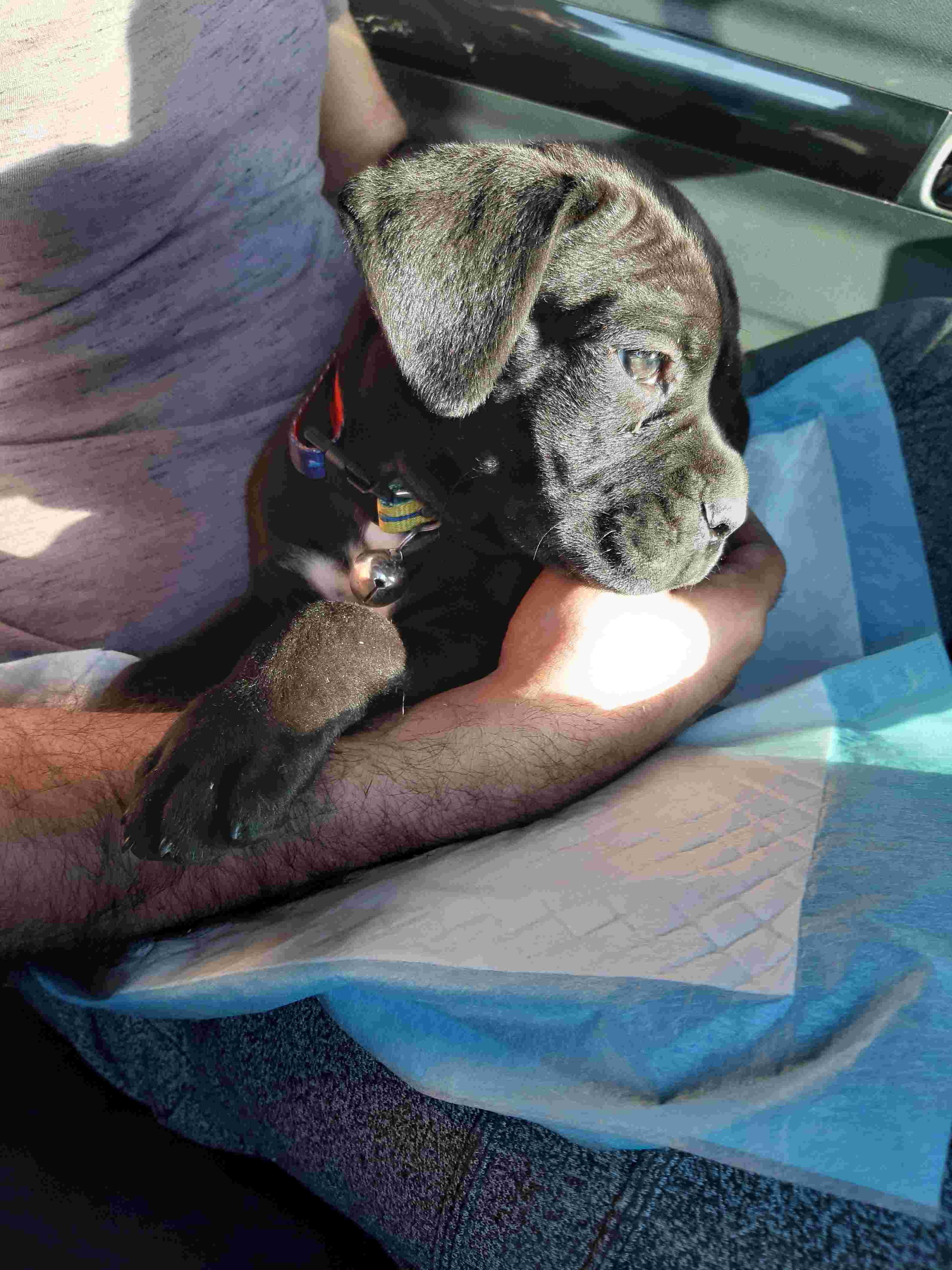 Why is my puppy's coat dry after bathing with shampoo? | Petco