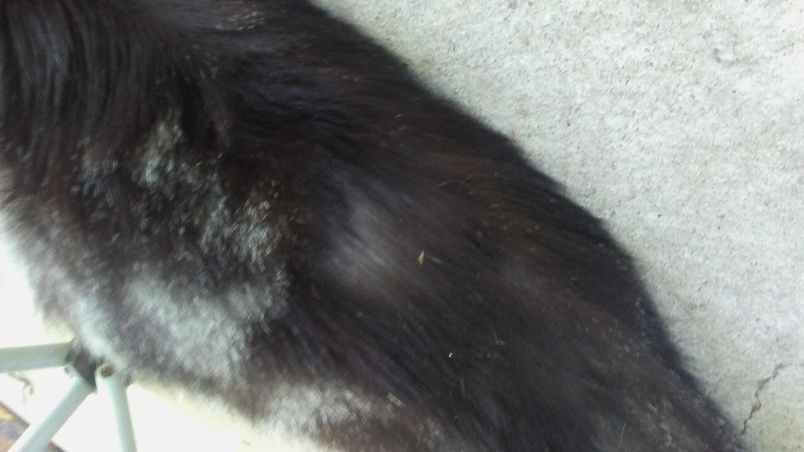 Is Your Cat Losing Fur in Patches & Black Skin? What to Do | Petco