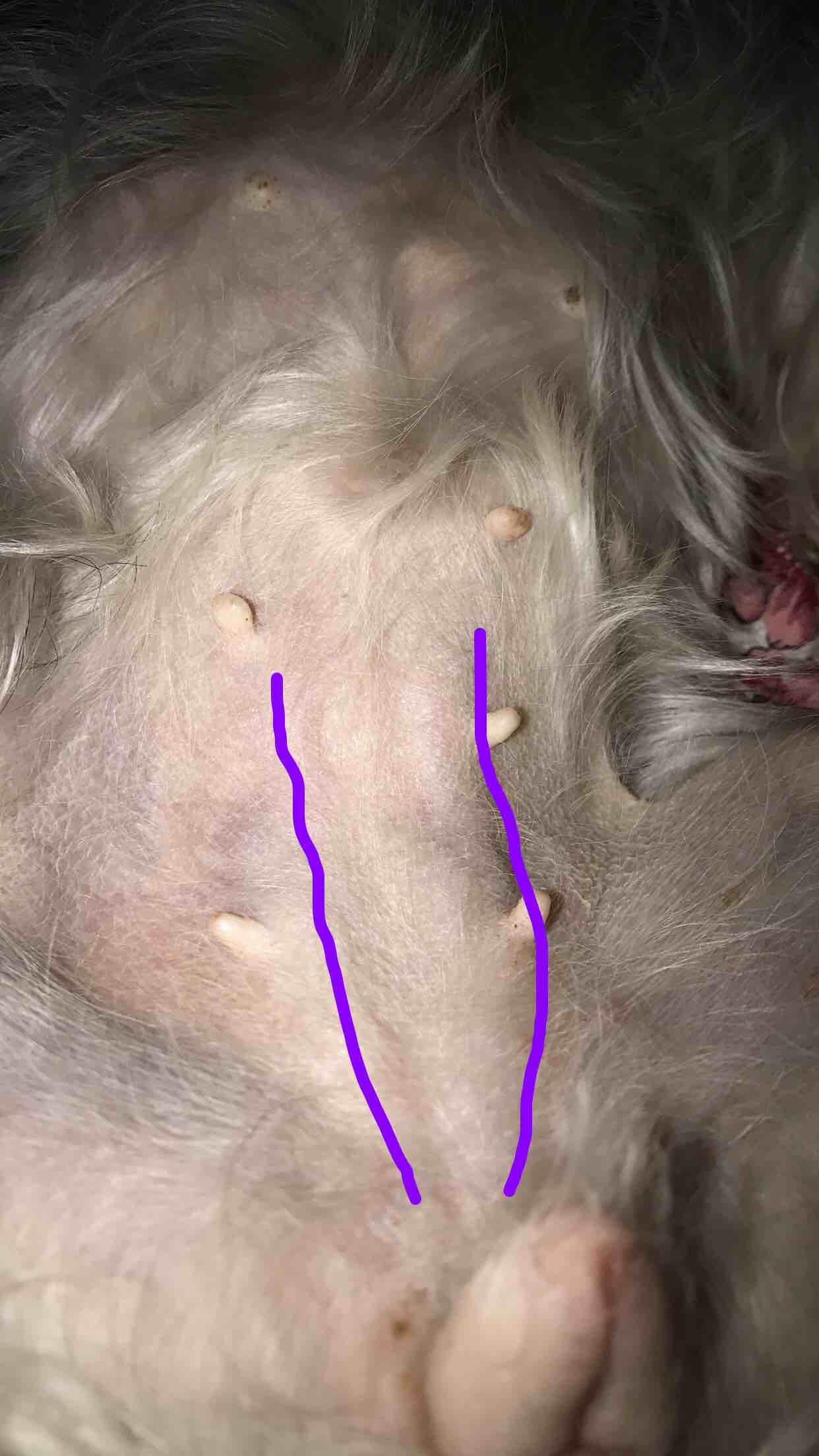 My Dog's Veins Visible During Heat: Is It Normal or Concerning? | Petco