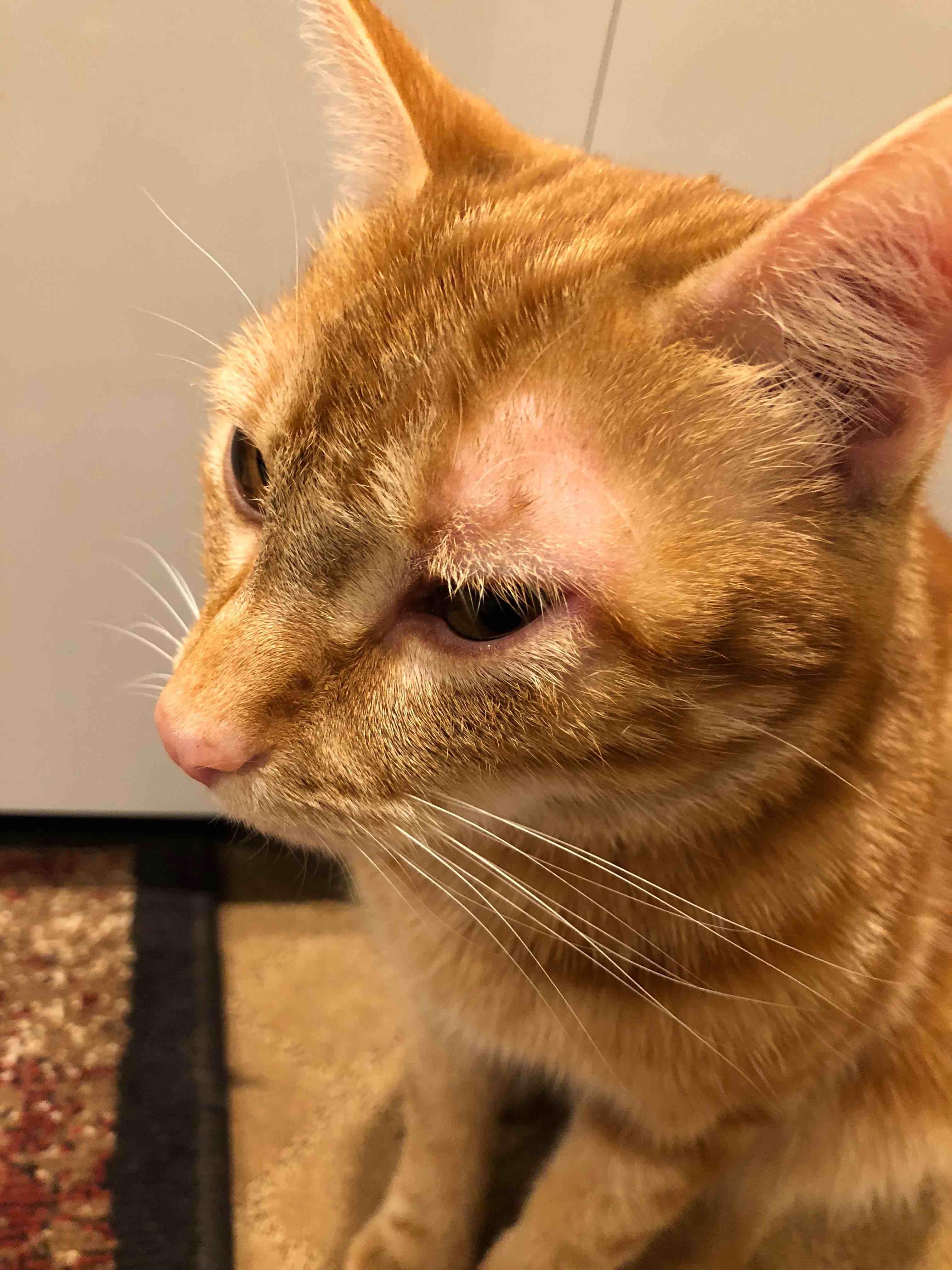 Why is my cat's eye red, squinting, and his face so itchy? | Petco