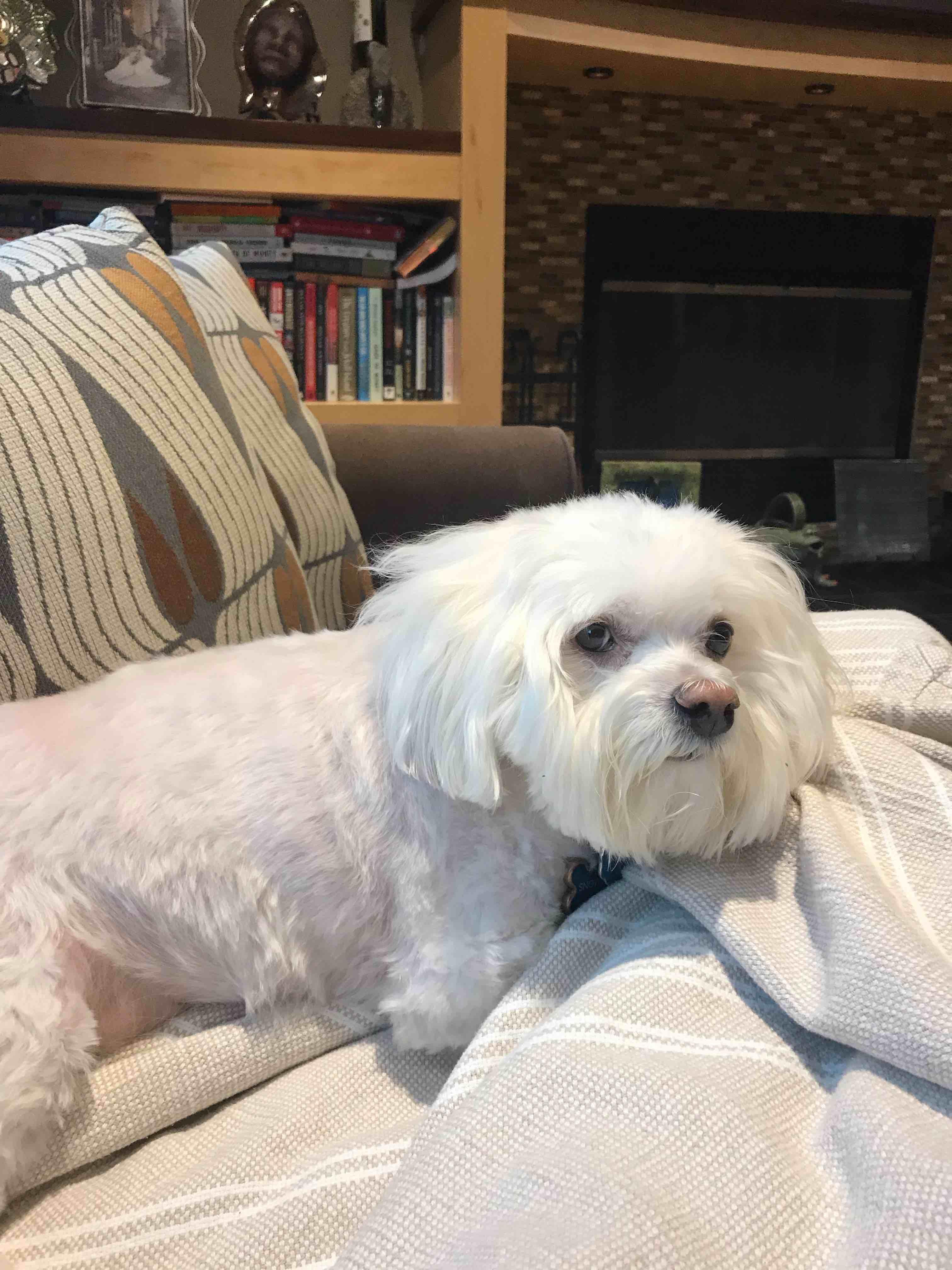 How much food for an overweight Maltese's daily weight loss? | Petco
