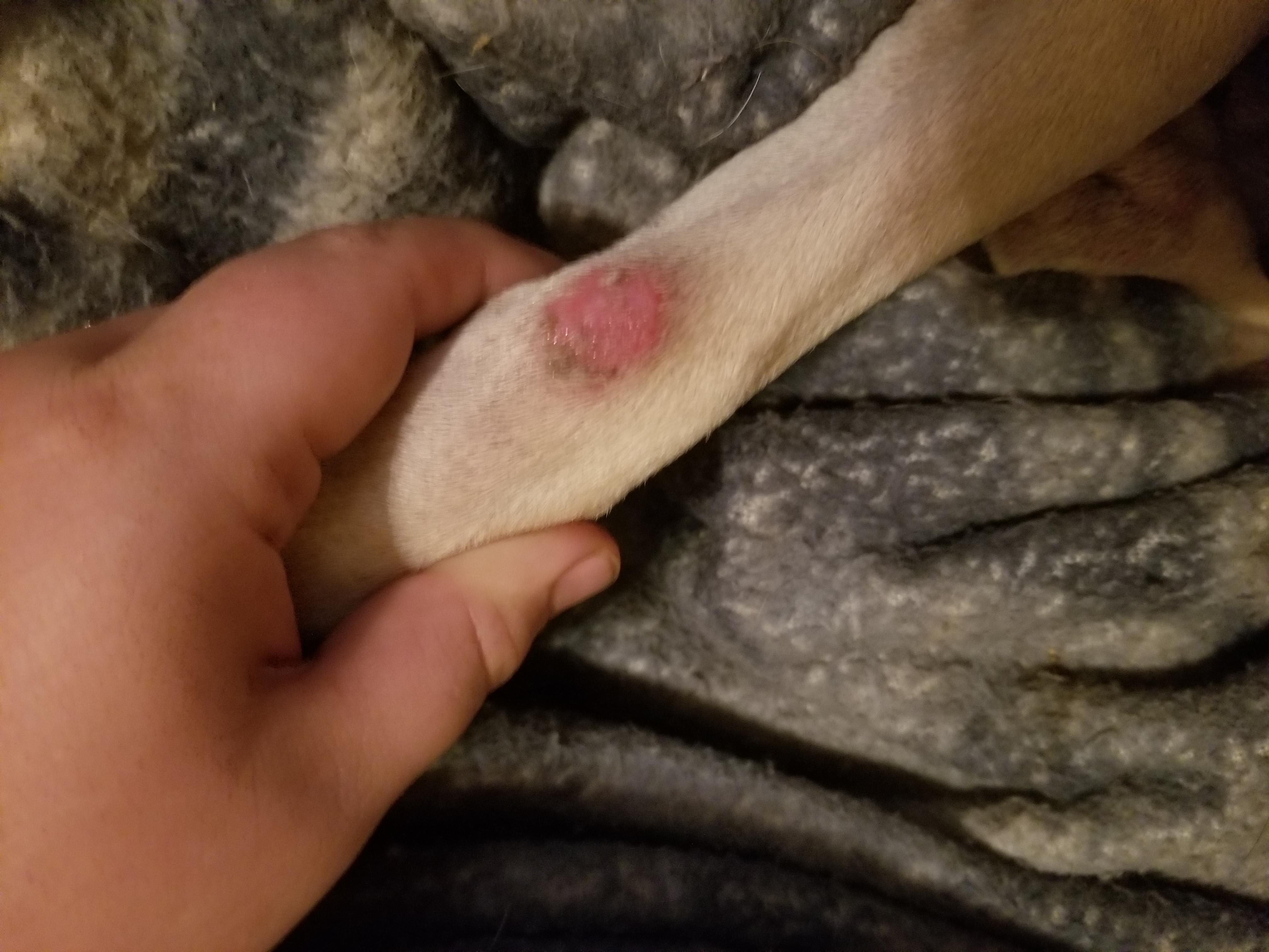My dog has black, crusty bumps on paws, ears, face. What is it? | Petco