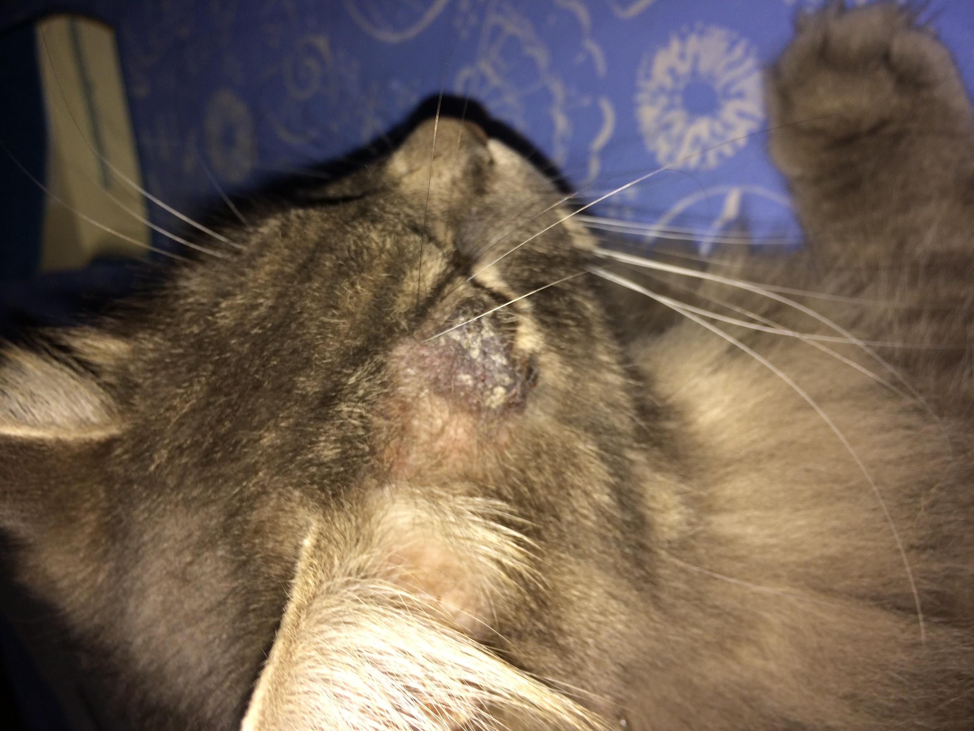 Cat's face swollen, scabby, fur gone. Should you wait for vet? | Petco