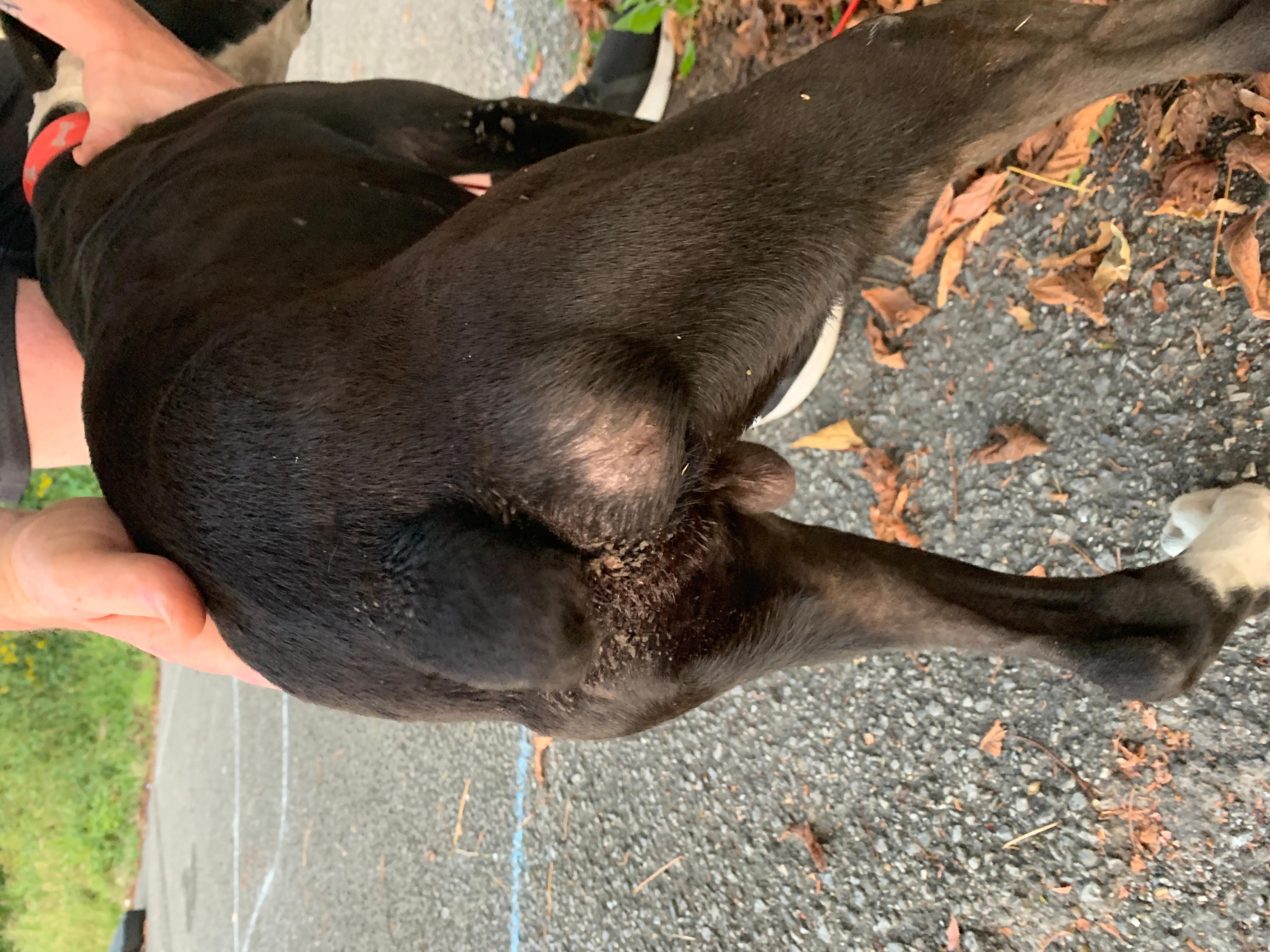 Why does my boxer have a large lump on his butt? What should I do? | Petco