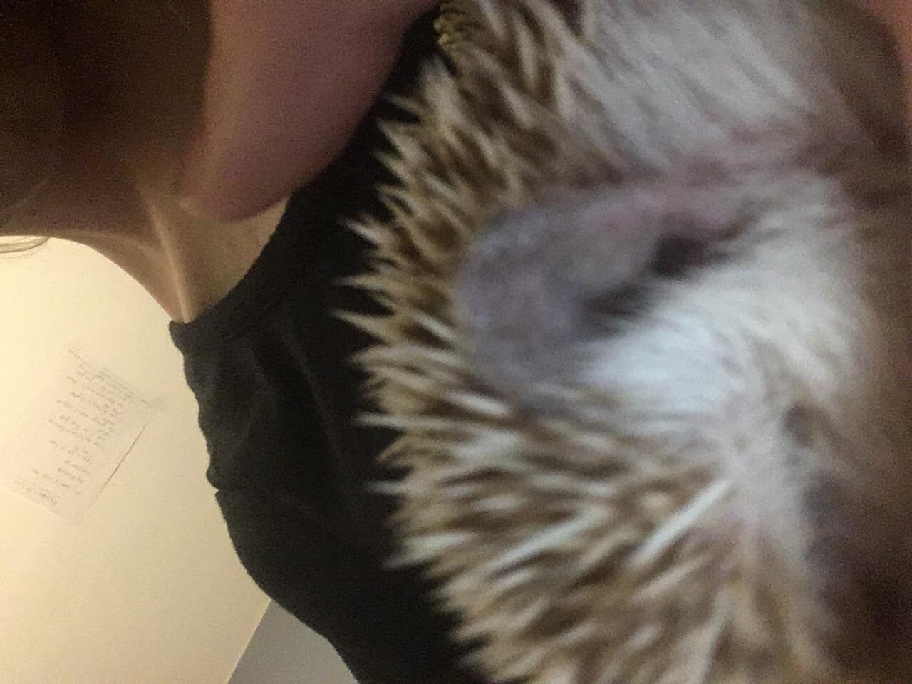 Why is my hedgehog itchy with dry, scaly skin and ears? | Petco