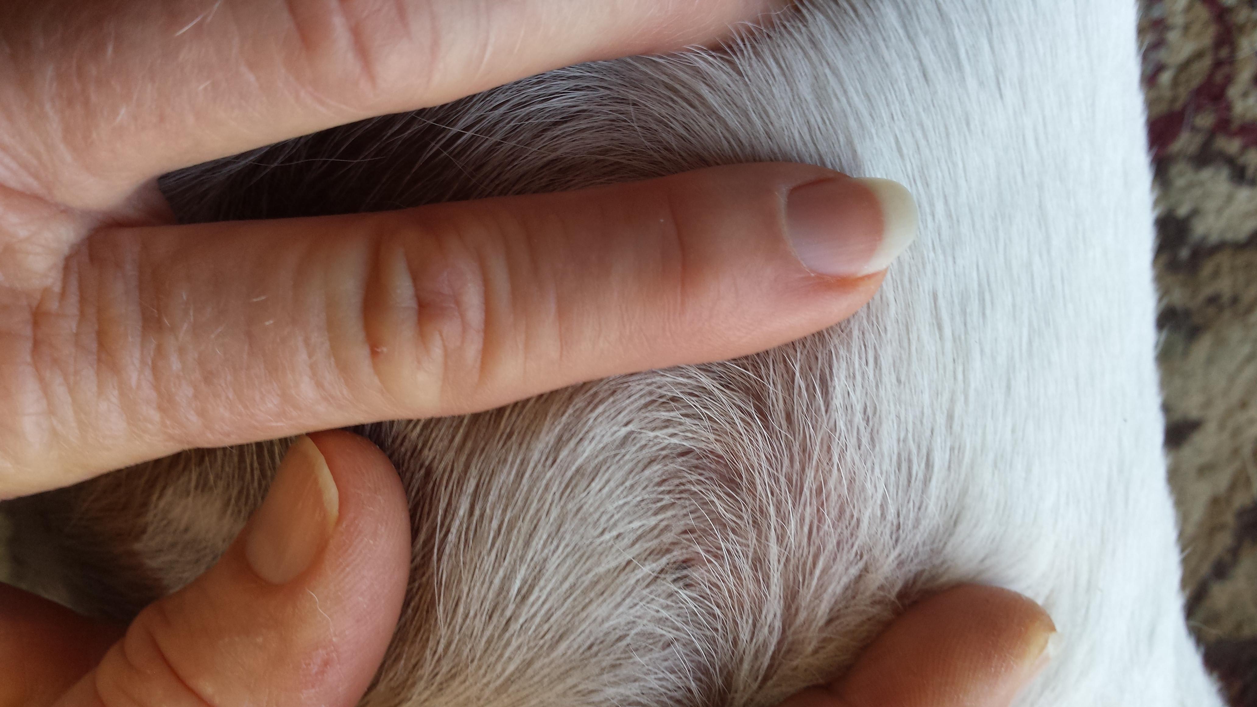 Why Does My Dog Have Itchy, Scabby Bumps & Excessive Shedding? | Petco
